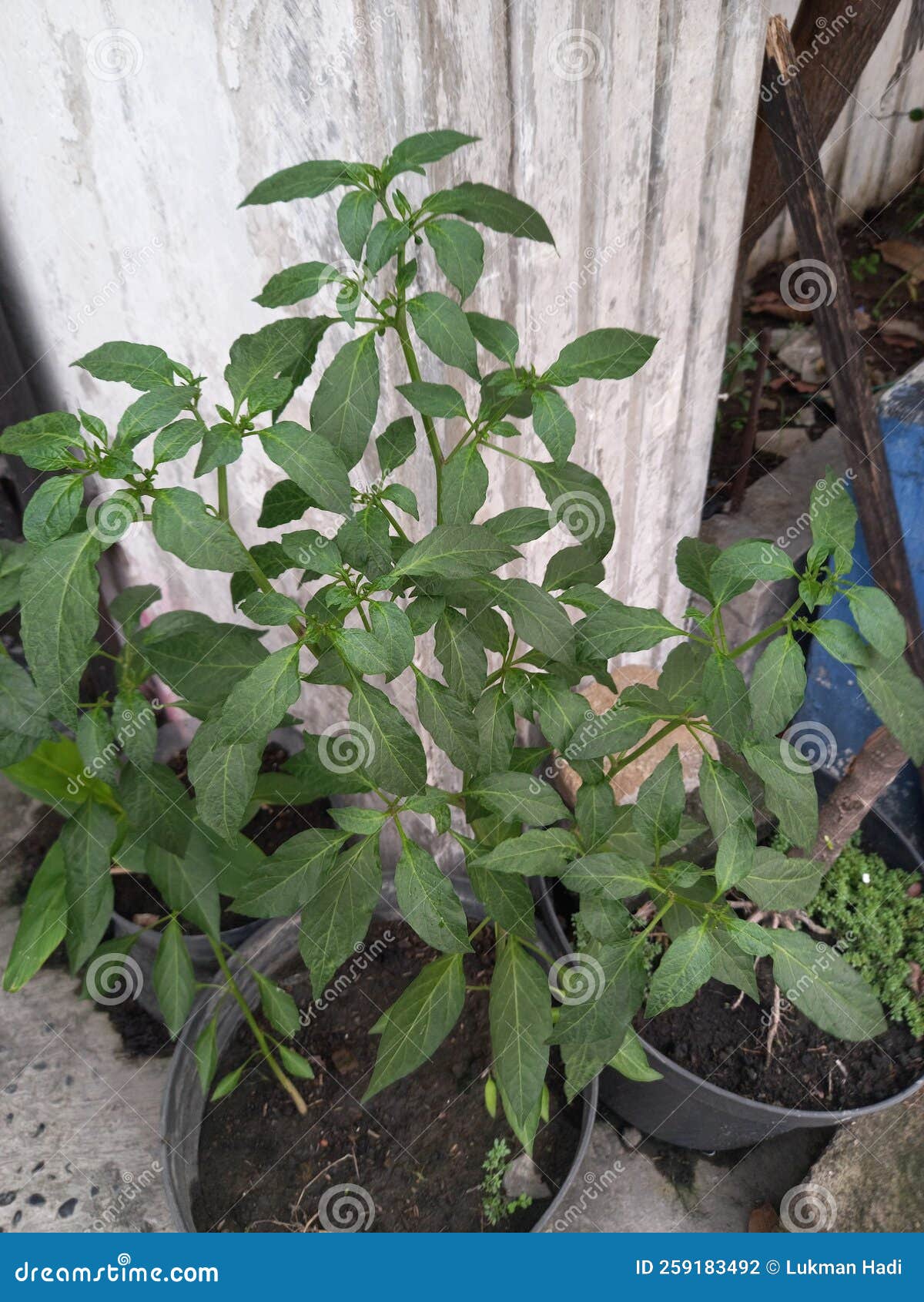 Capsicum Frutescens Chili Plant Stock Photo - Image of capsicum ...