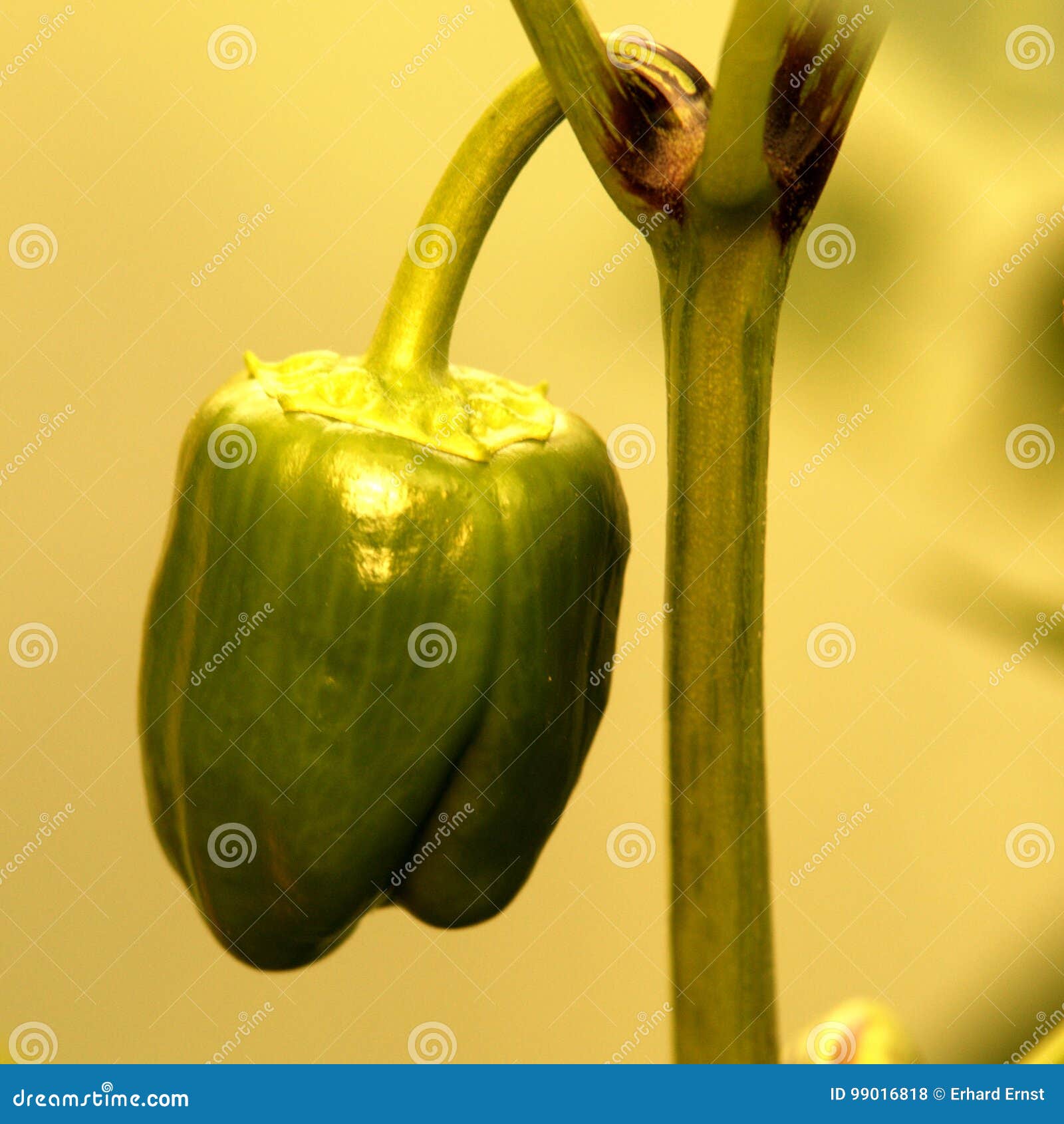Capsicum / paprika stock photo. Image of green, vitamins - 99016818