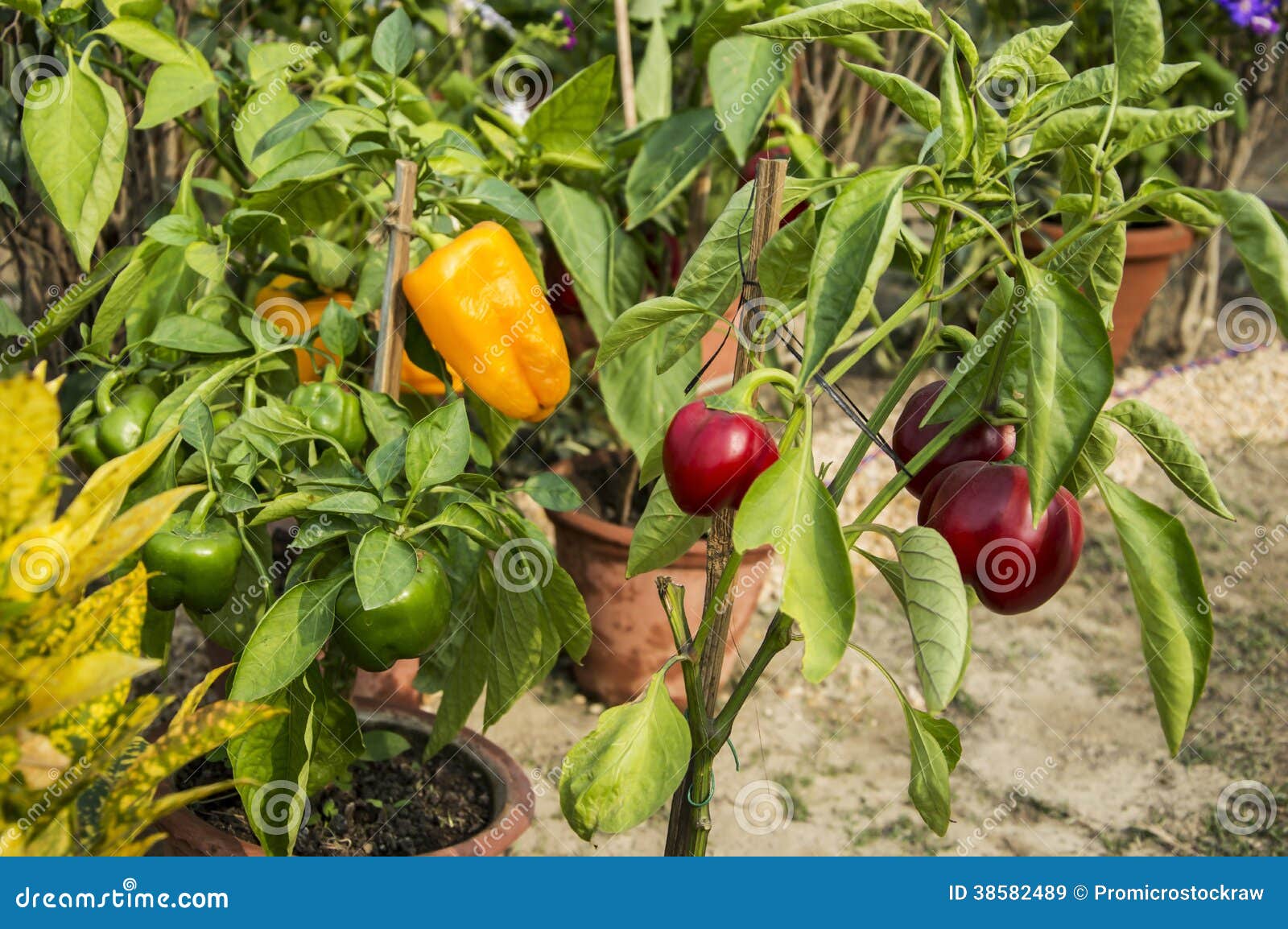 Capsicum plant stock image. Image of healthy, gardening - 38582489