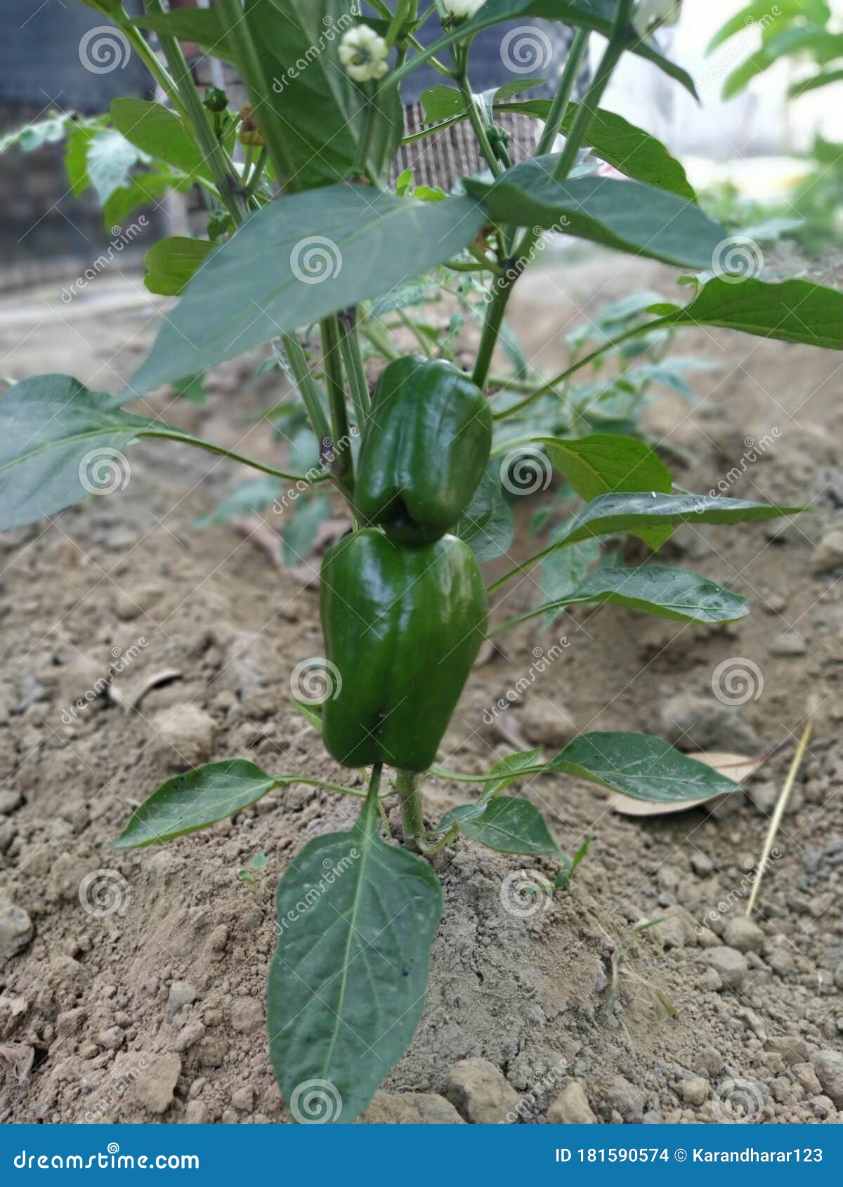 A Capsicum Plant with Green Capsicum Stock Photo - Image of india ...