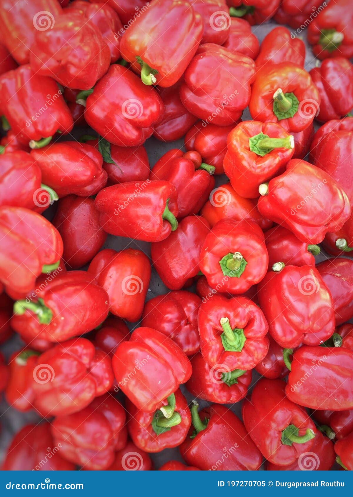 Capsicum Red Isolated in Box Stock Image - Image of isolated, tomato ...