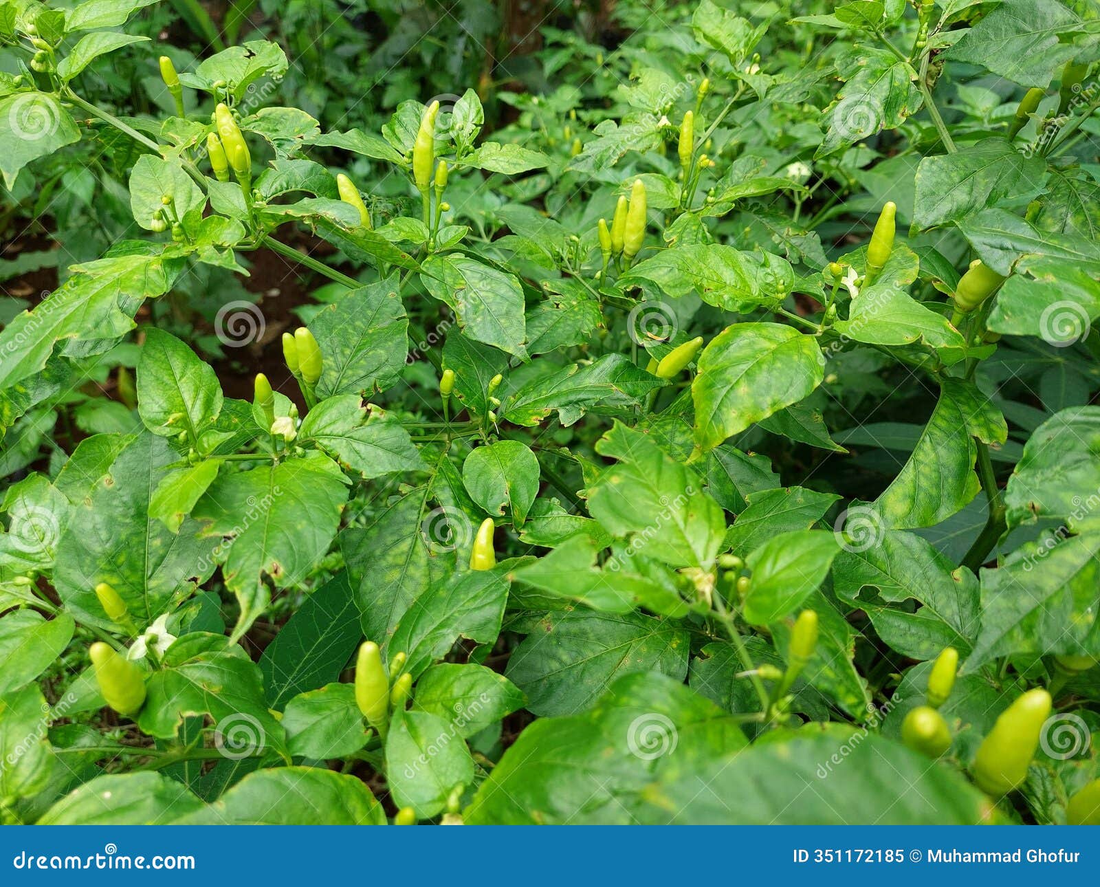 Capsicum Sp. or Chili Plants Stock Image - Image of wildflower, soil ...