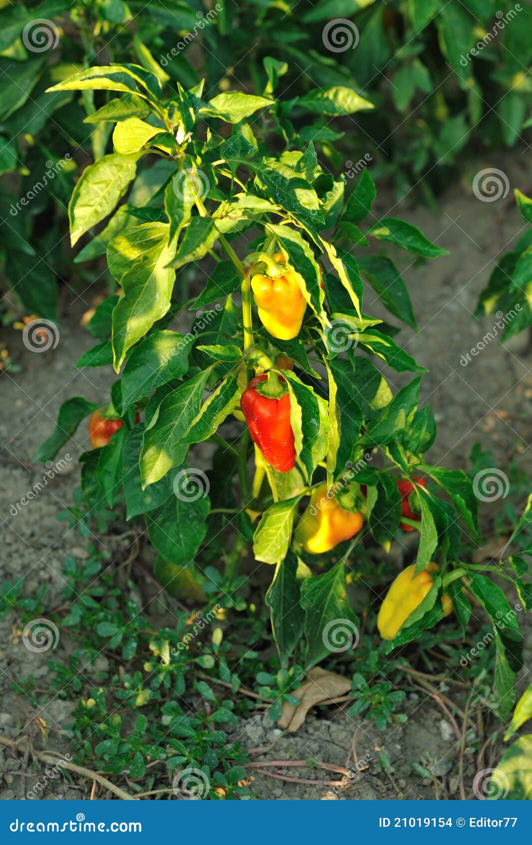 Agriculture stock photo. Image of life, yellow, plant - 21019154