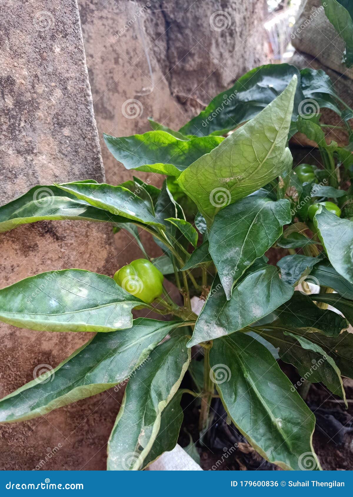 The Capsicum Tree with Capsicum Stock Photo - Image of leafs, green ...
