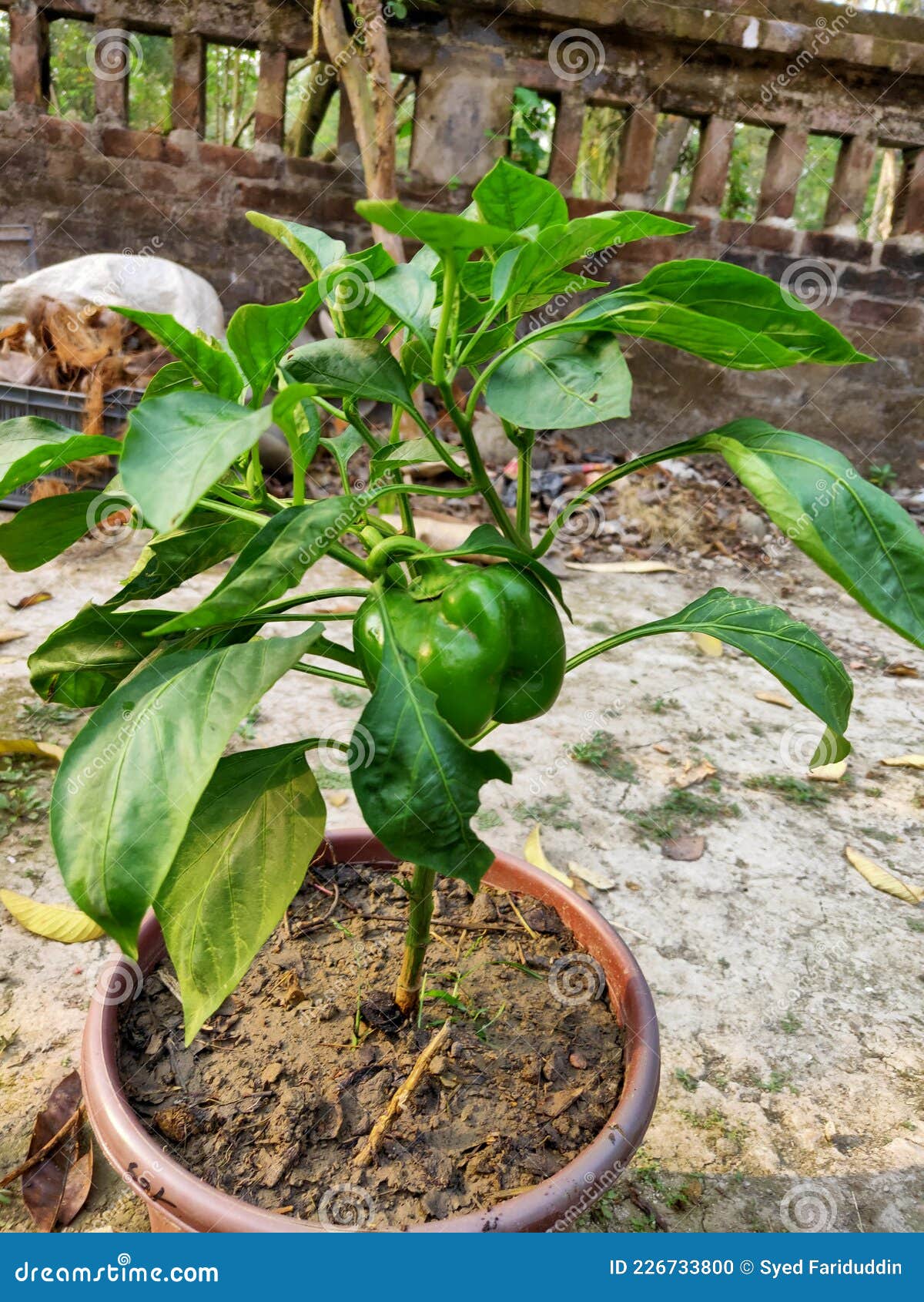Capsicum tree, stock photo. Image of jungle, crop, vegetable - 226733800