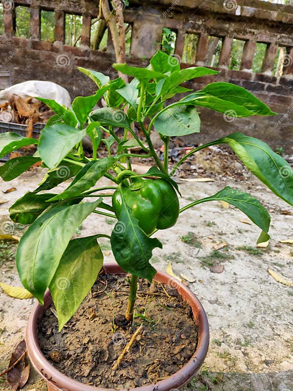 Capsicum tree, stock photo. Image of jungle, crop, vegetable - 226733800