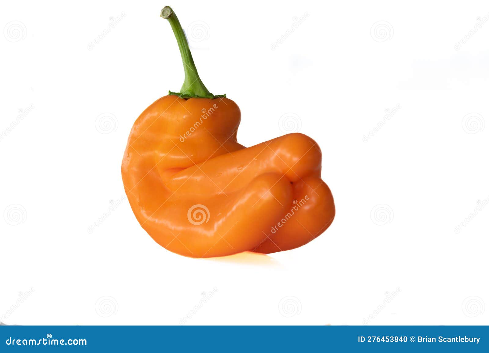 Capsicum unusually shaped stock photo. Image of fruit - 276453840