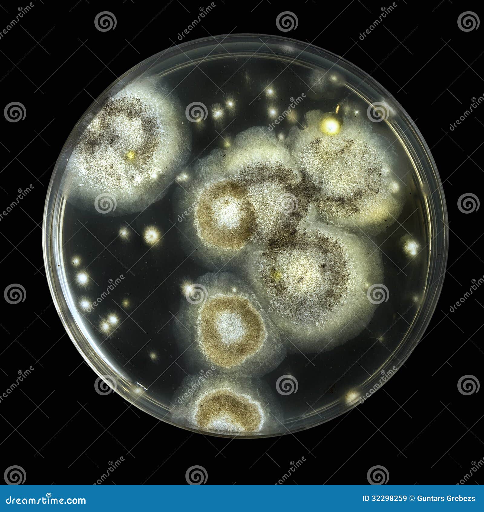 Capsula Di Petri Con Le Muffe Immagine Stock - Immagine di ...