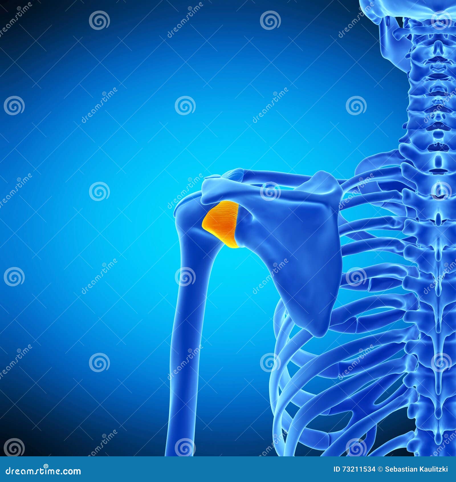 The capsular ligament stock illustration. Illustration of accurate ...