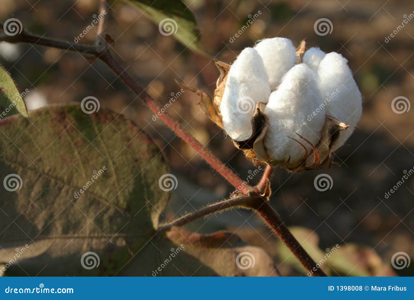 Capsule de coton photo stock. Image du capsules, matériau - 1398008