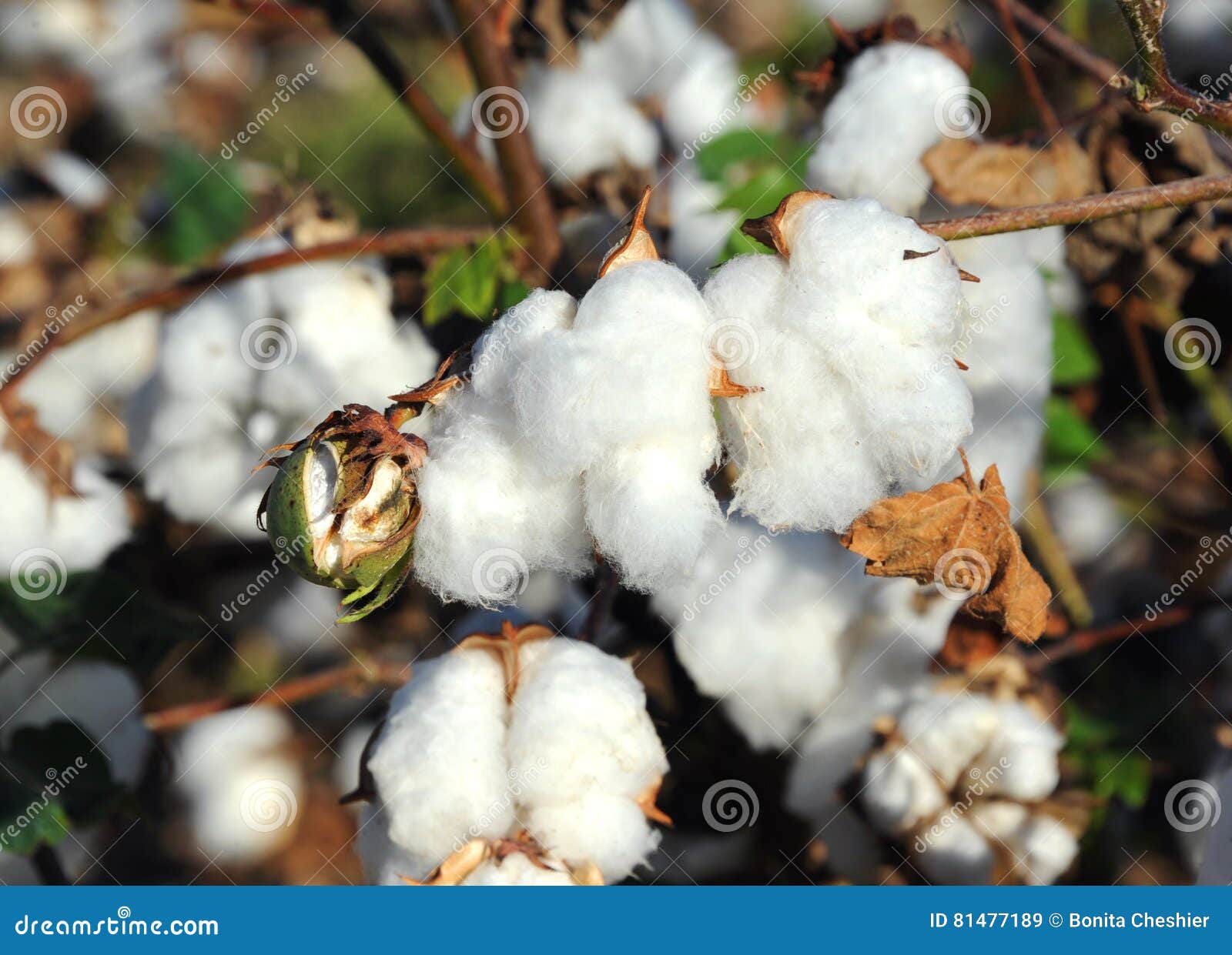 Capsule Et Bourgeon De Coton De L'Arkansas Image stock - Image du ...
