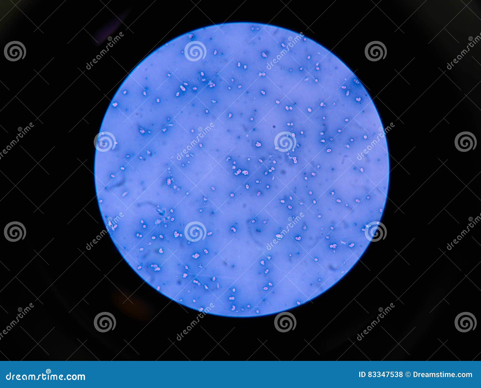 Capsule stain stock photo. Image of background, bacterial - 83347538