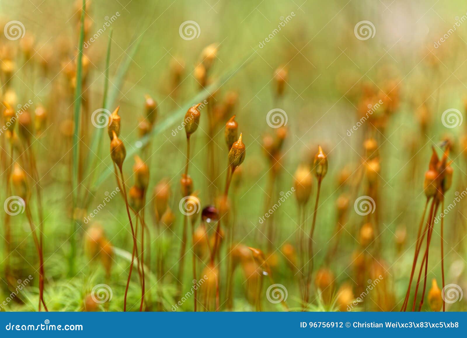 Capsules of Common Hair Moss Stock Photo - Image of flora, color: 96756912