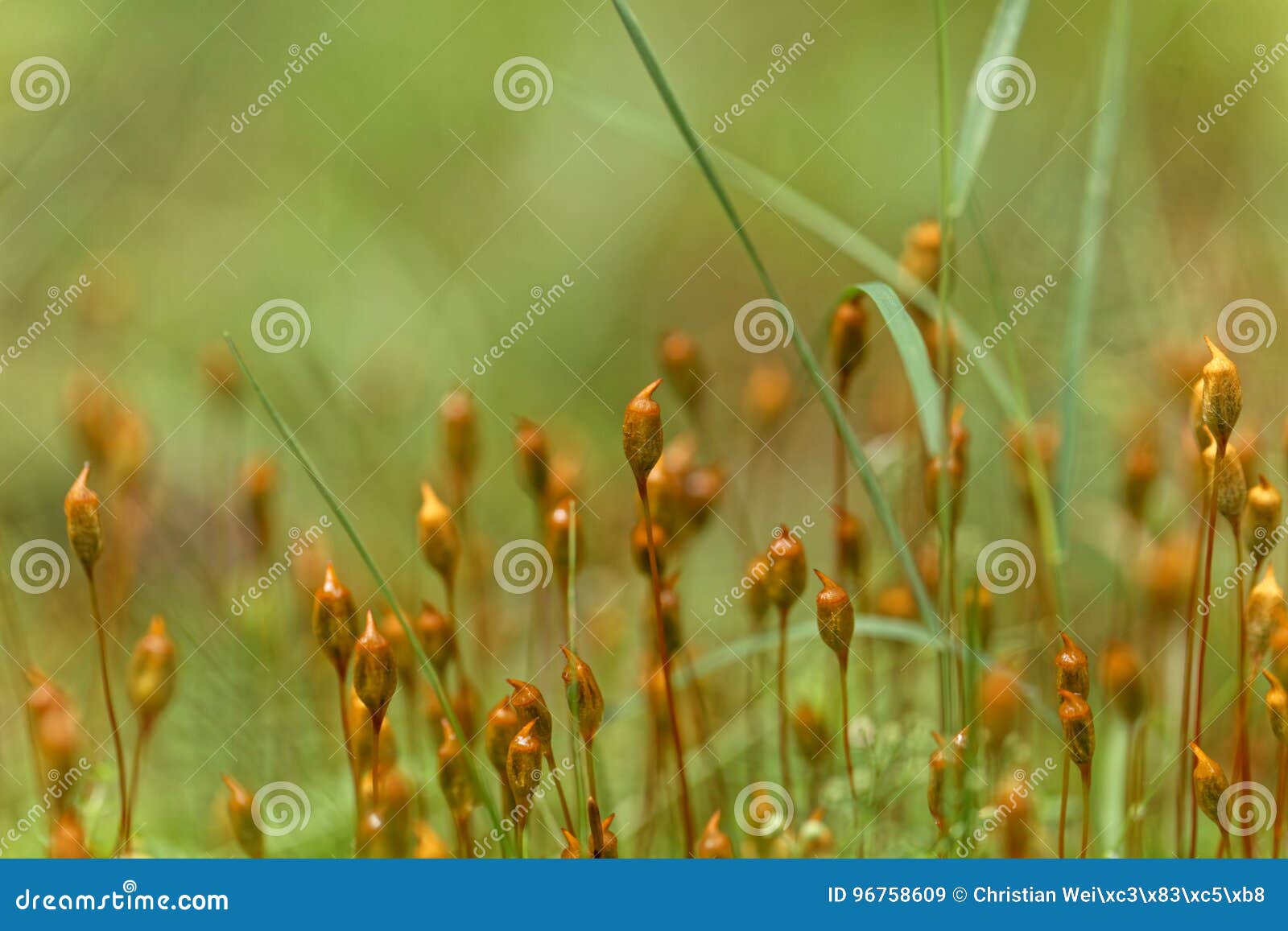 Capsules of Common Hair Moss Stock Image - Image of great, golden: 96758609