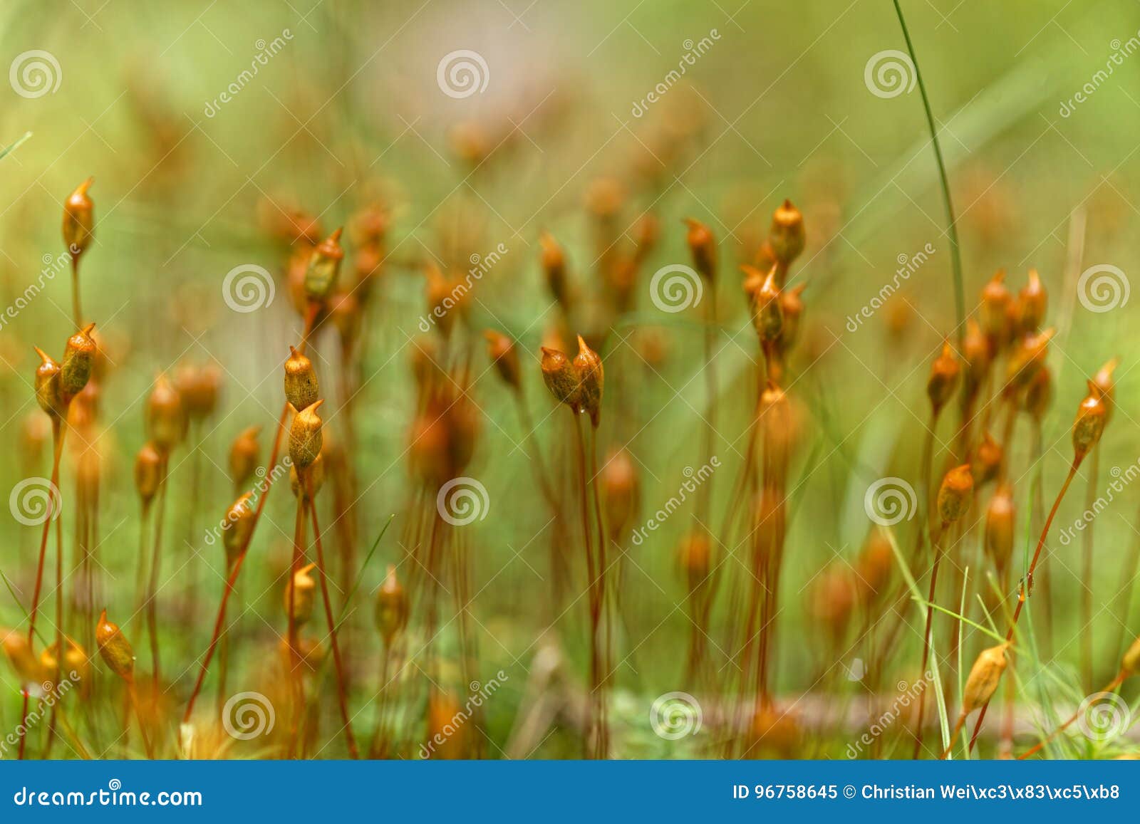 Capsules of Common Hair Moss Stock Image - Image of gametophyte, detail ...