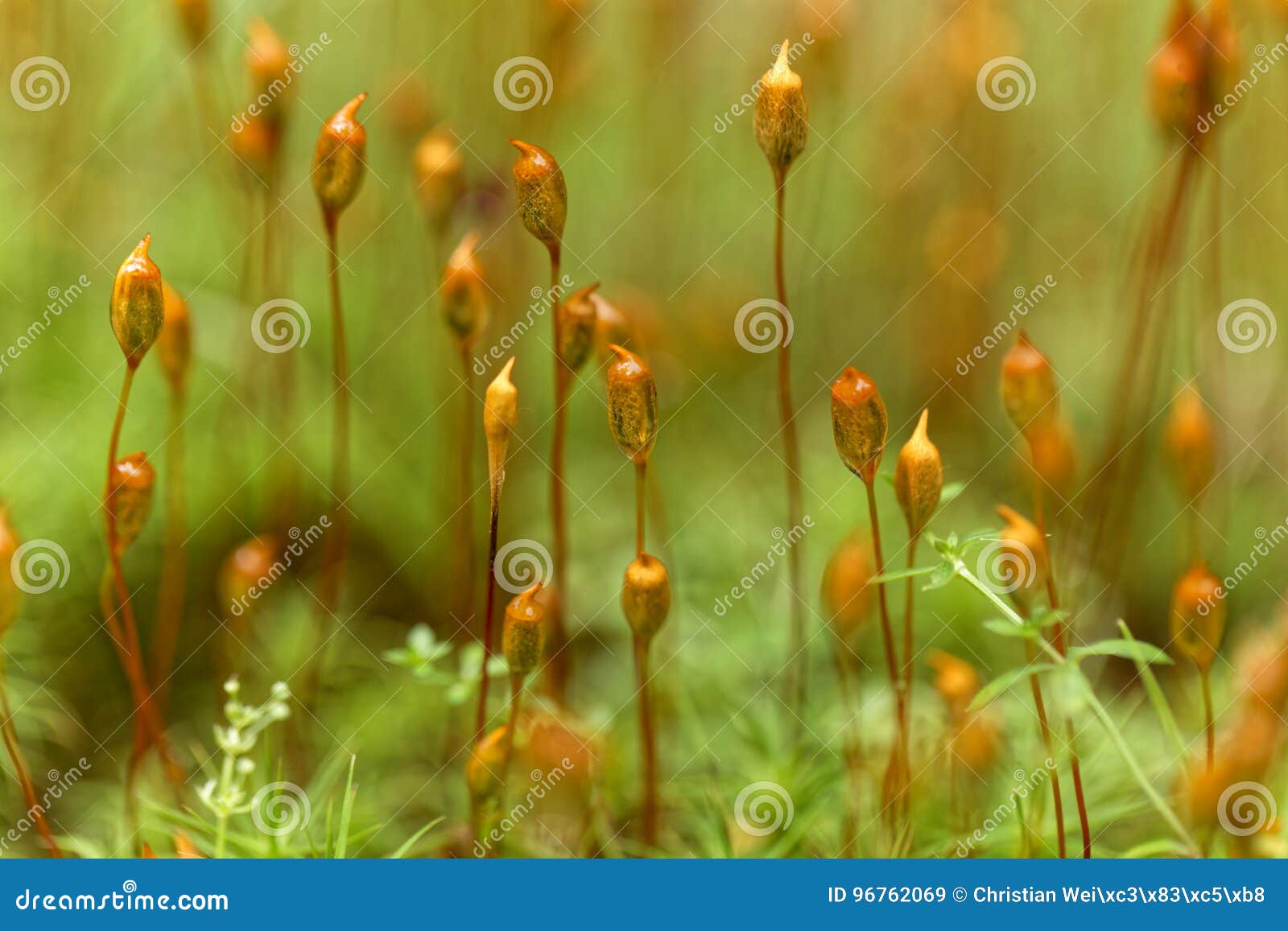 Capsules of Common Hair Moss Stock Image - Image of meadow, biology ...