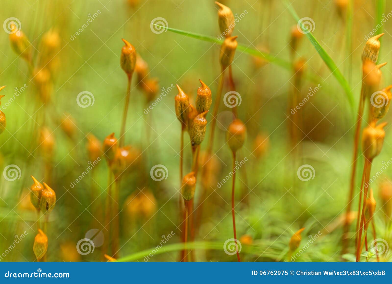 Capsules of Common Hair Moss Stock Image - Image of flower, meadow ...