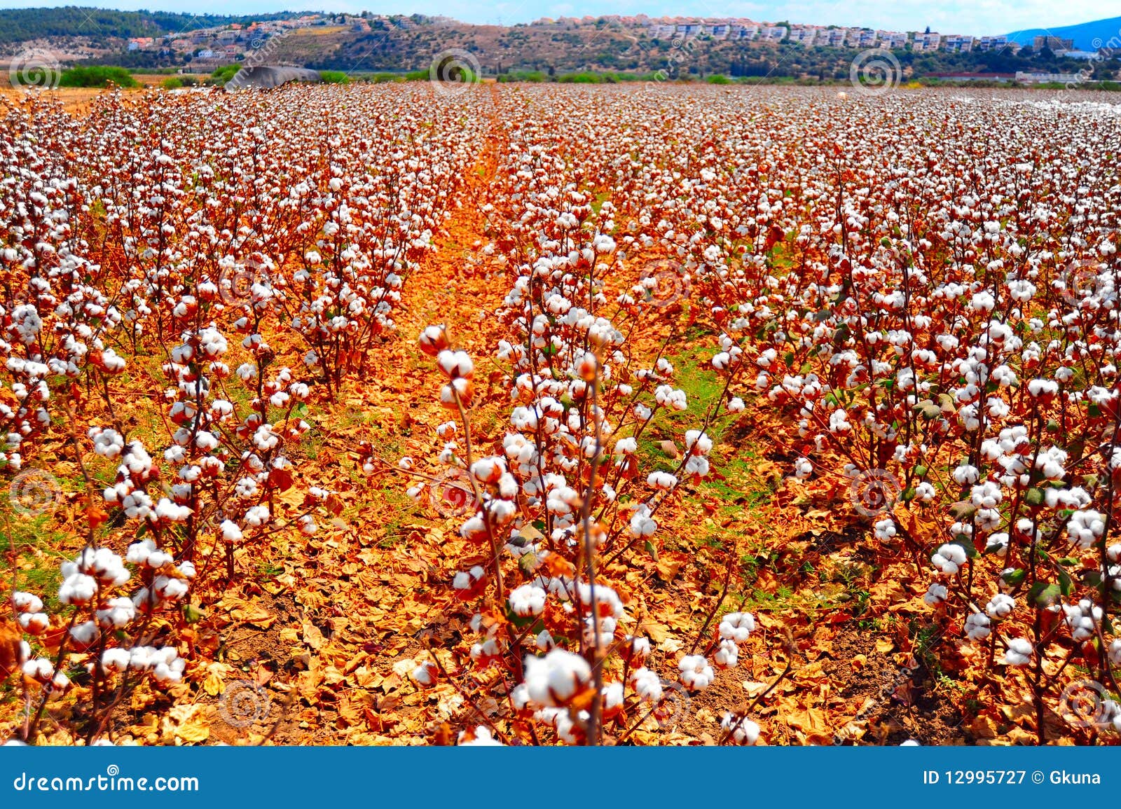 Capsules de coton image stock. Image du automne, moisson - 12995727