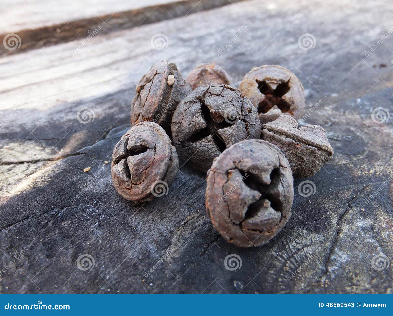 Capsules of Eucalyptus Tree Stock Image - Image of tree, nature: 48569543
