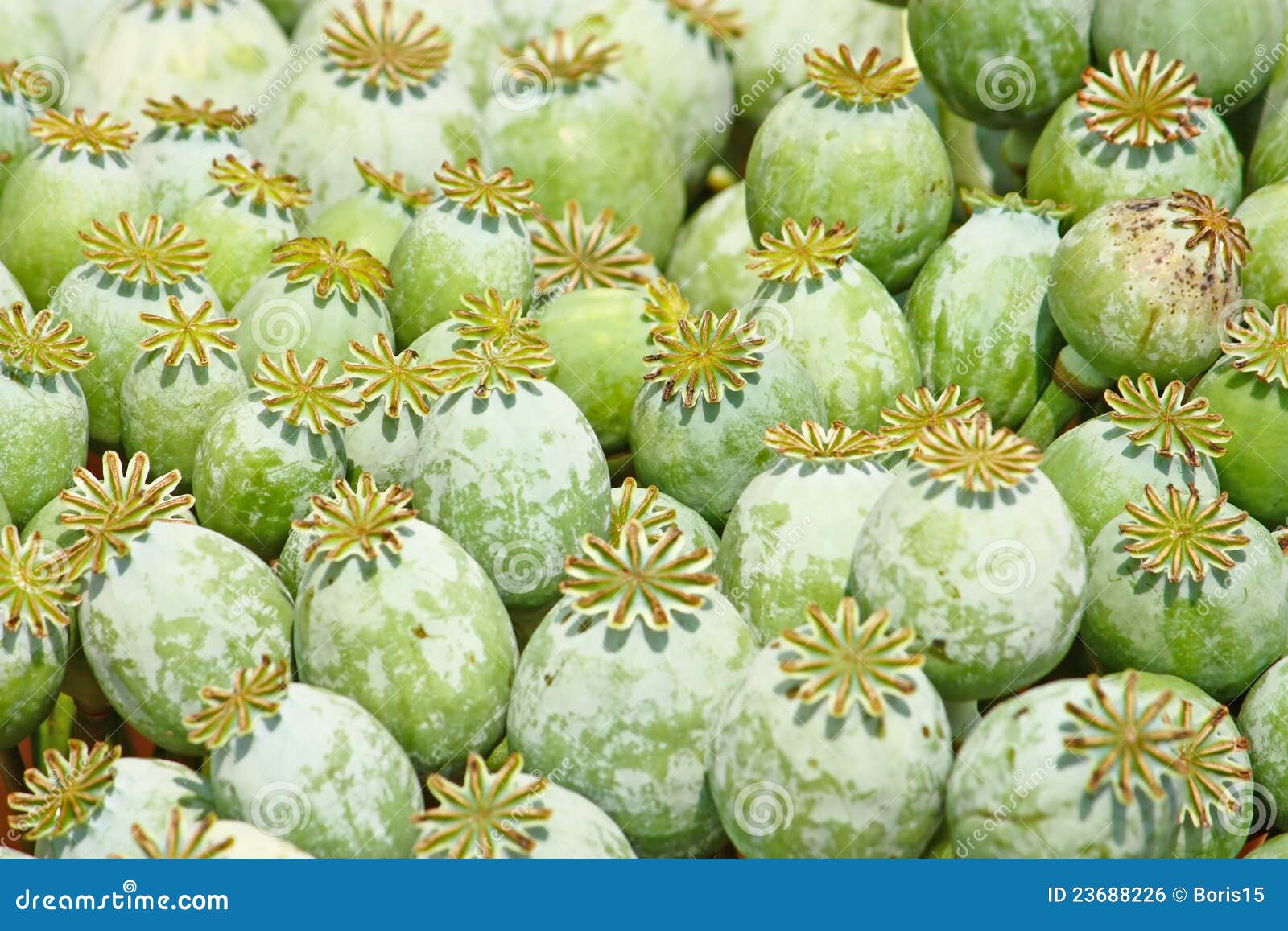 Capsules of poppy stock photo. Image of opium, flower - 23688226