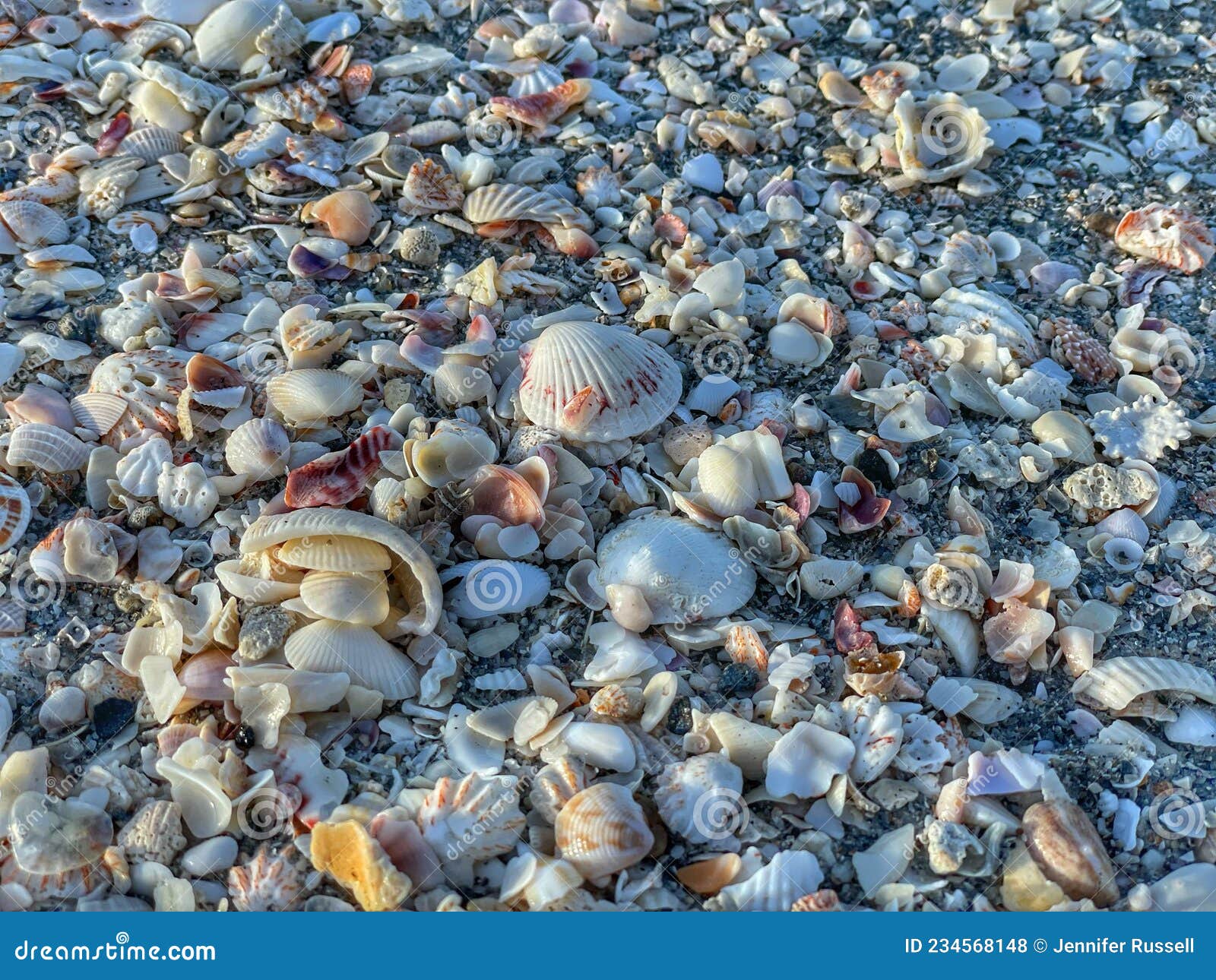 Shells stock photo. Image of covered, florida, beach - 234568148