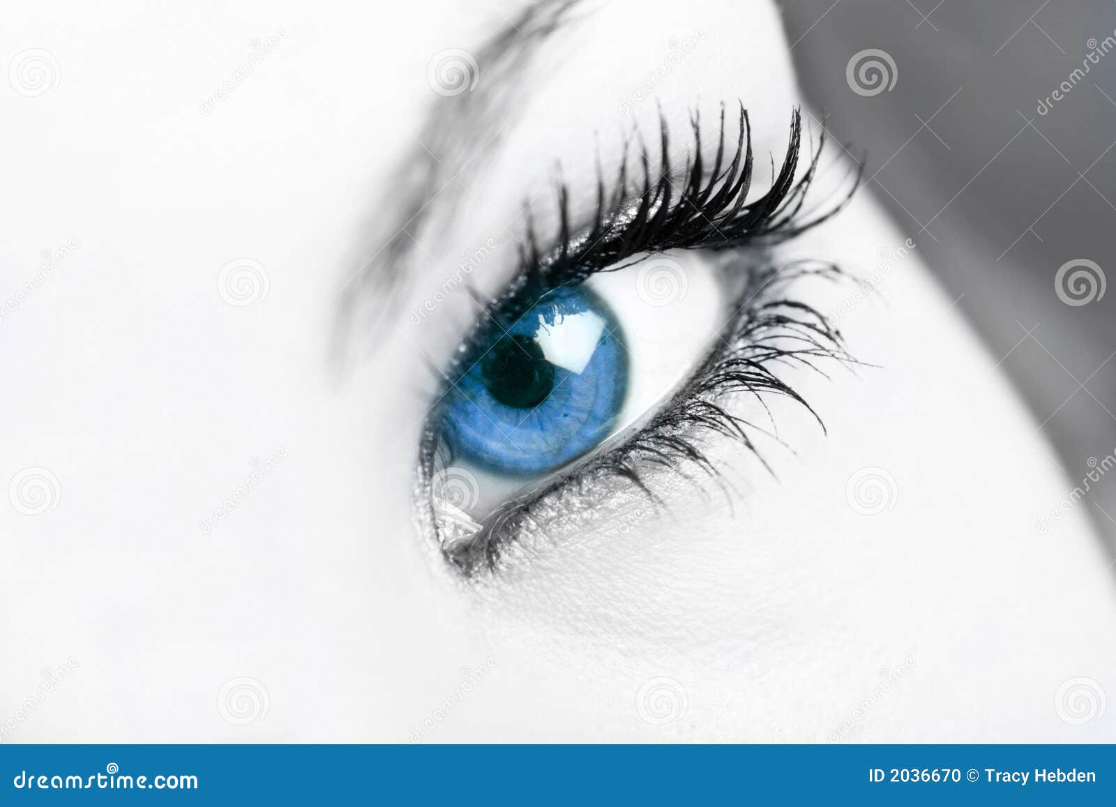 Captivate stock photo. Image of eyelashes, attract, detail - 2036670