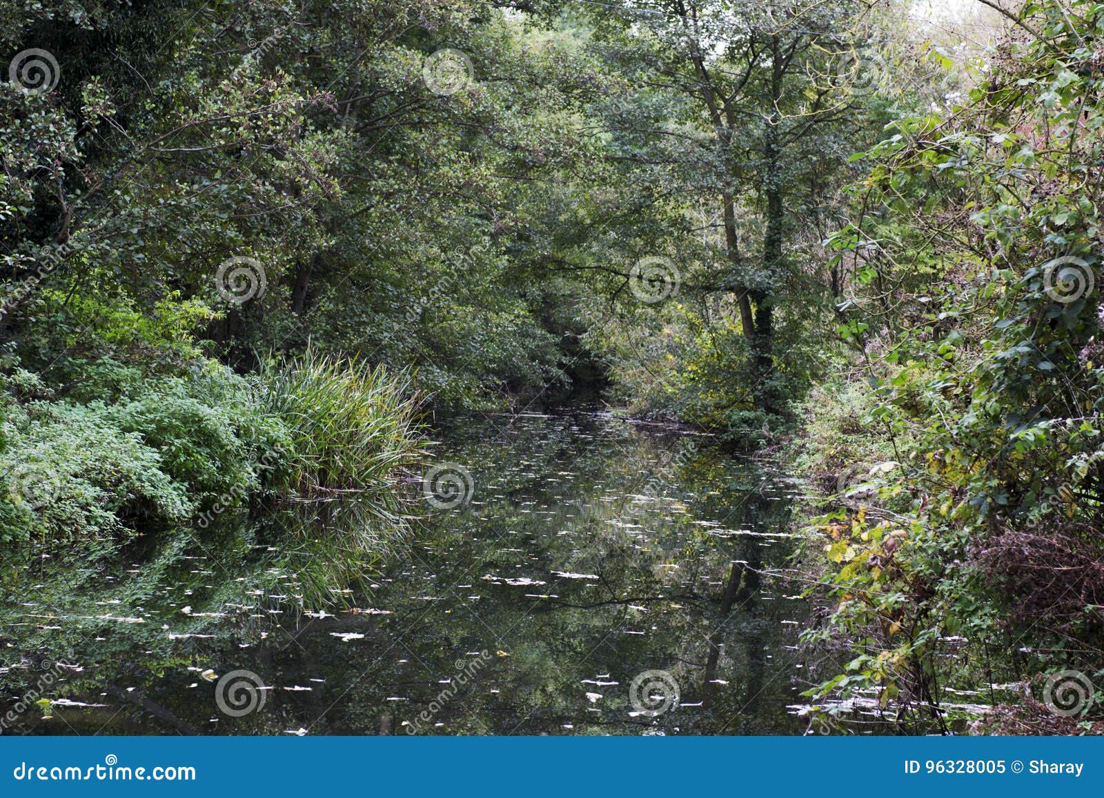 Captivated Reflective Wooded Area Around a Stream Stock Image - Image ...