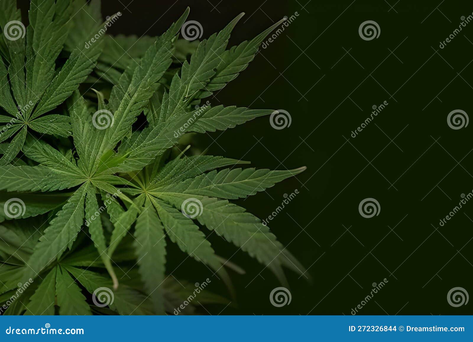 Captivating Cannabis - a Visual Journey into the World of Marijuana ...