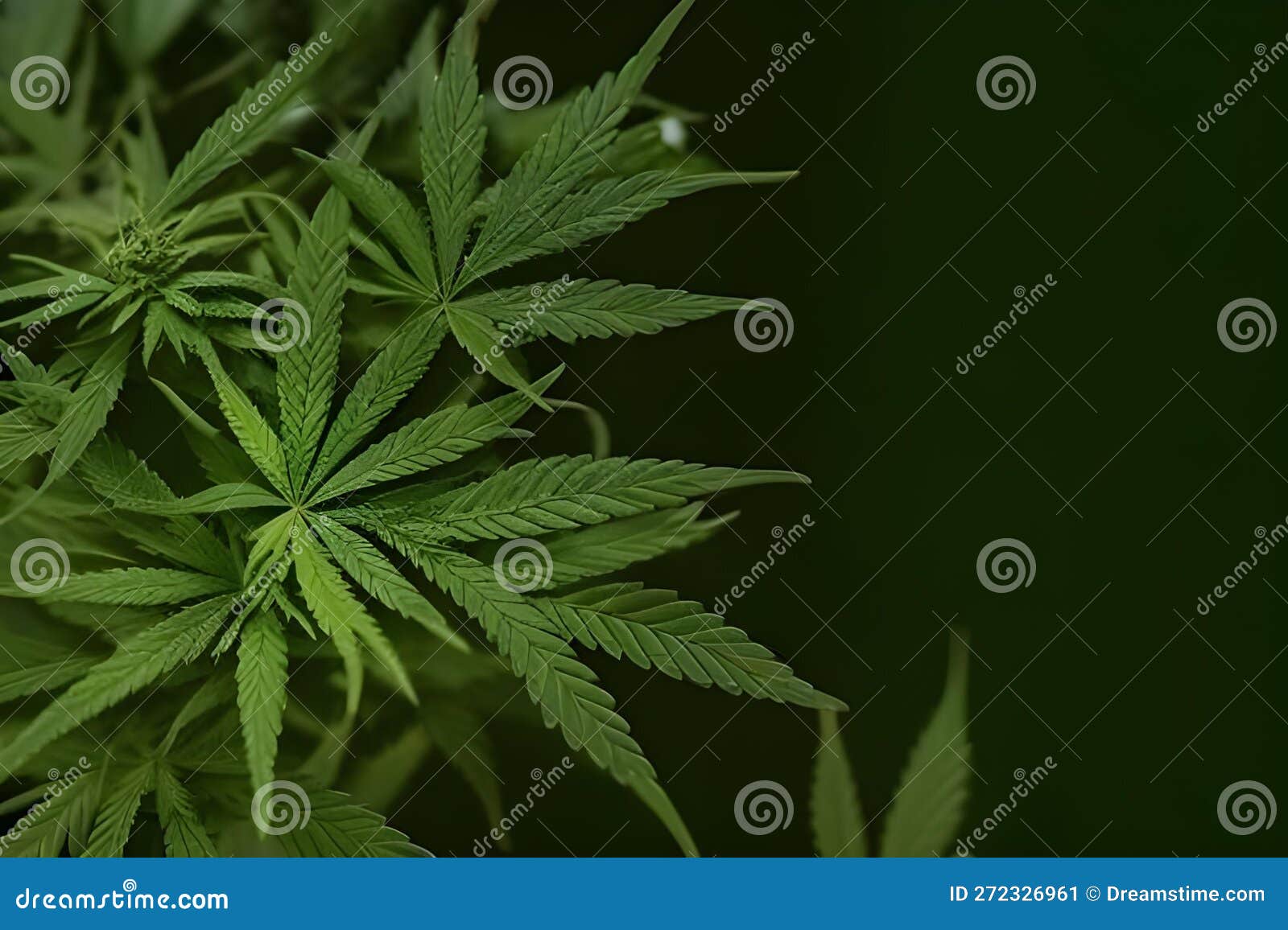 Captivating Cannabis - a Visual Journey into the World of Marijuana ...