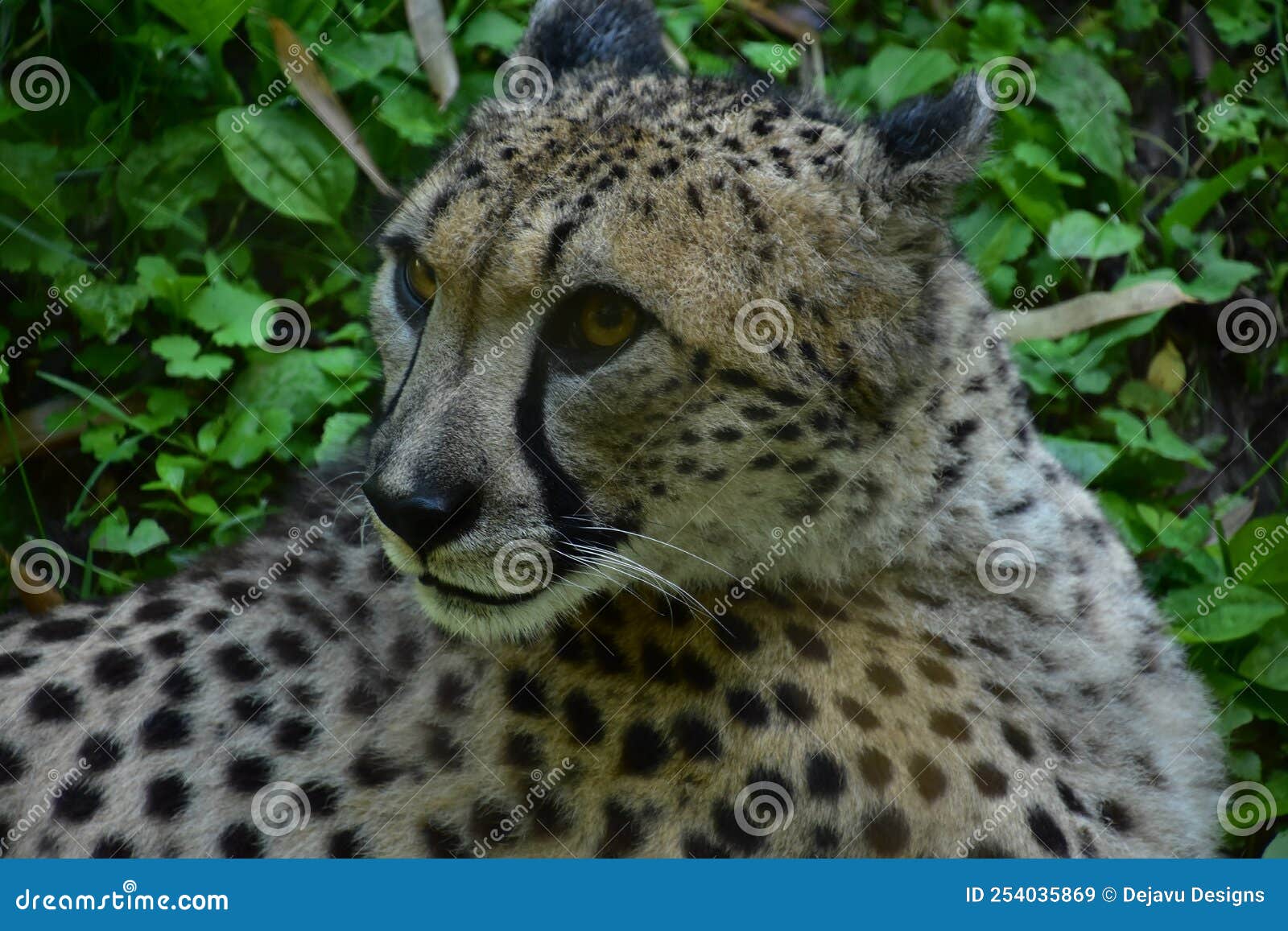 Captivating Cheetah Cat with a Wary Look Stock Image - Image of spotted ...