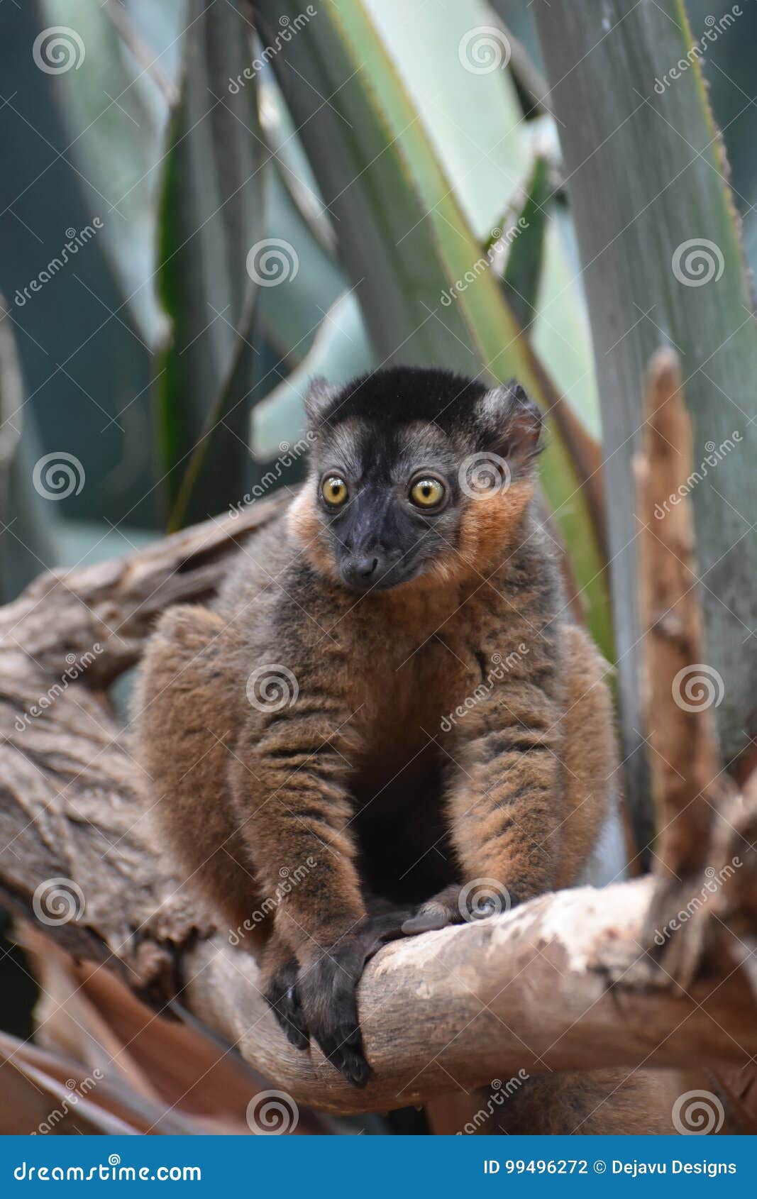 Captivating Close Up of a Brown Collared Lemur Stock Photo - Image of ...