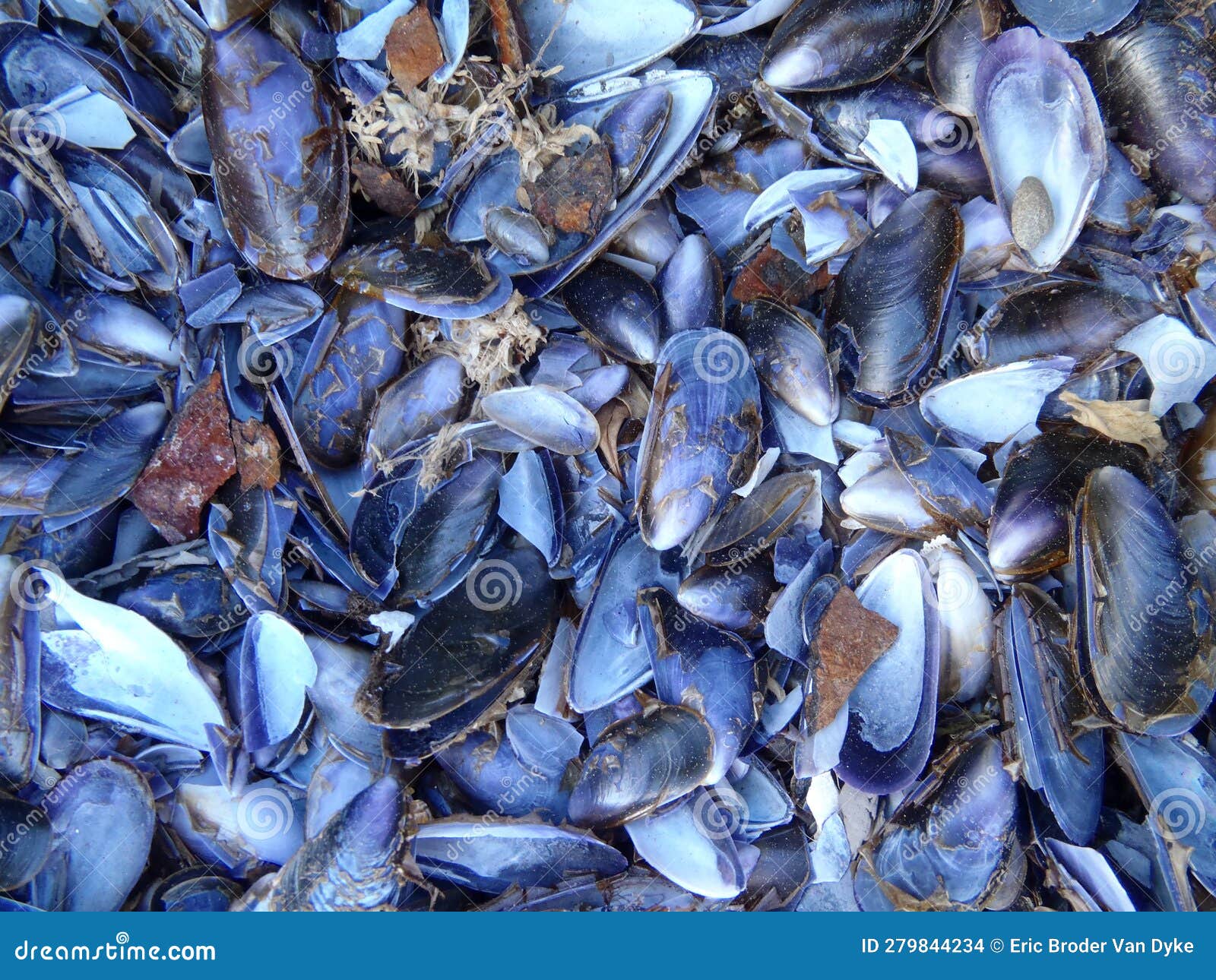 A Mesmerizing Composition of Blue Shells Stock Photo - Image of small ...