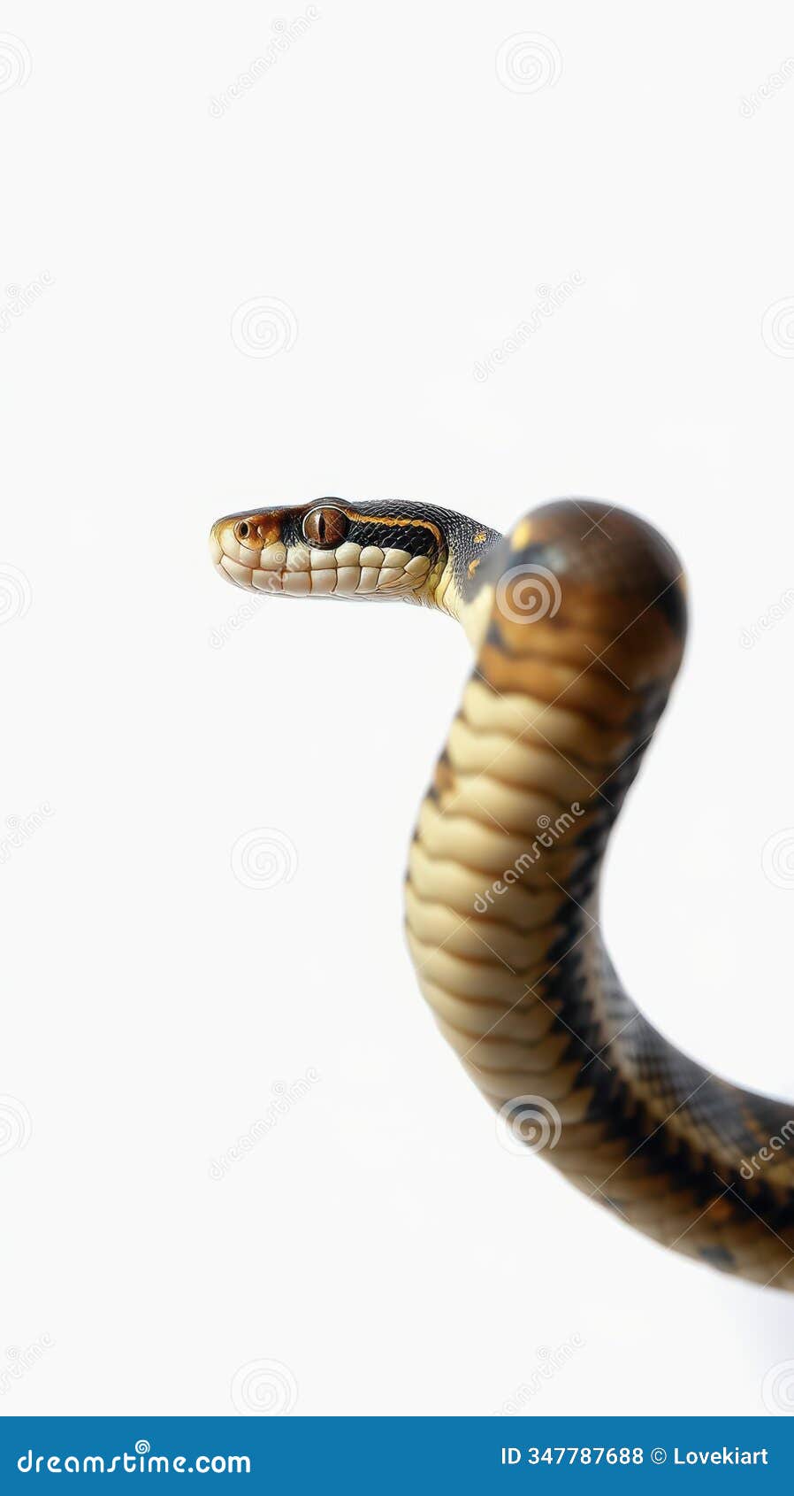 Captivating Close-up of a Python Revealing Its Intricate Patterns ...