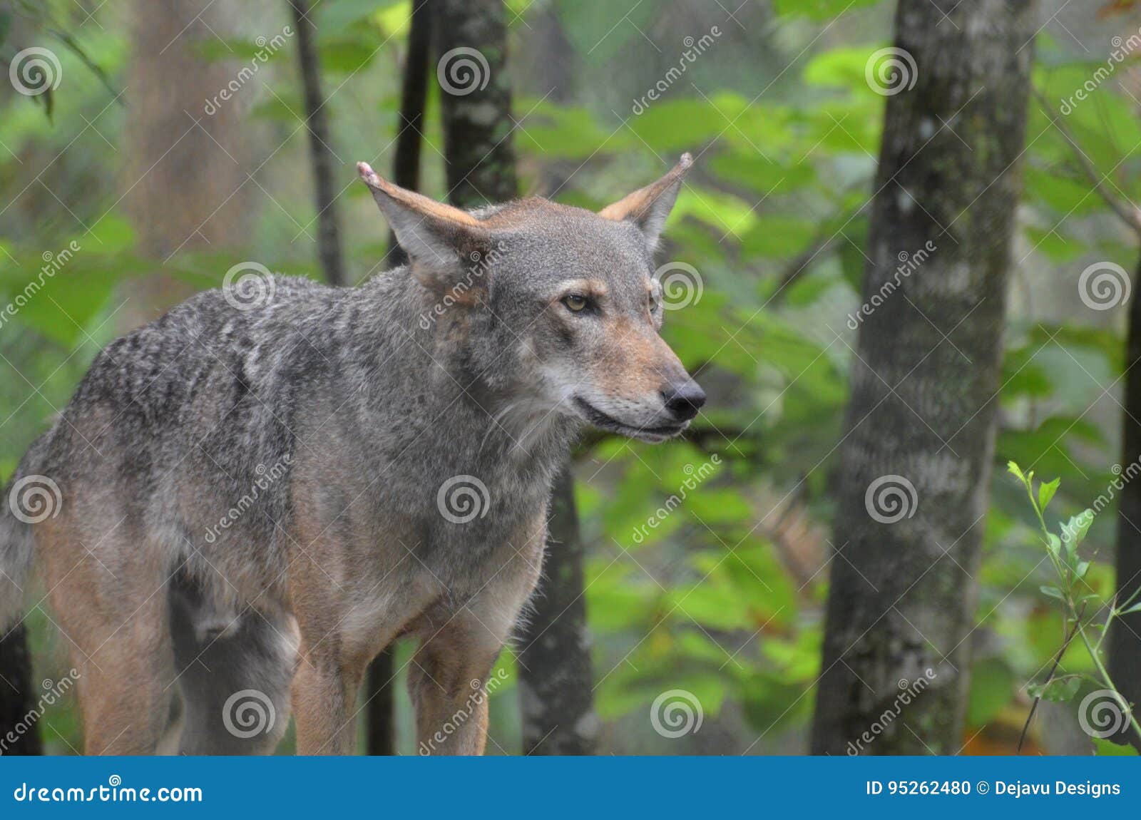 Captivating Gray Timber Wolf in the Wilderness Stock Photo - Image of ...