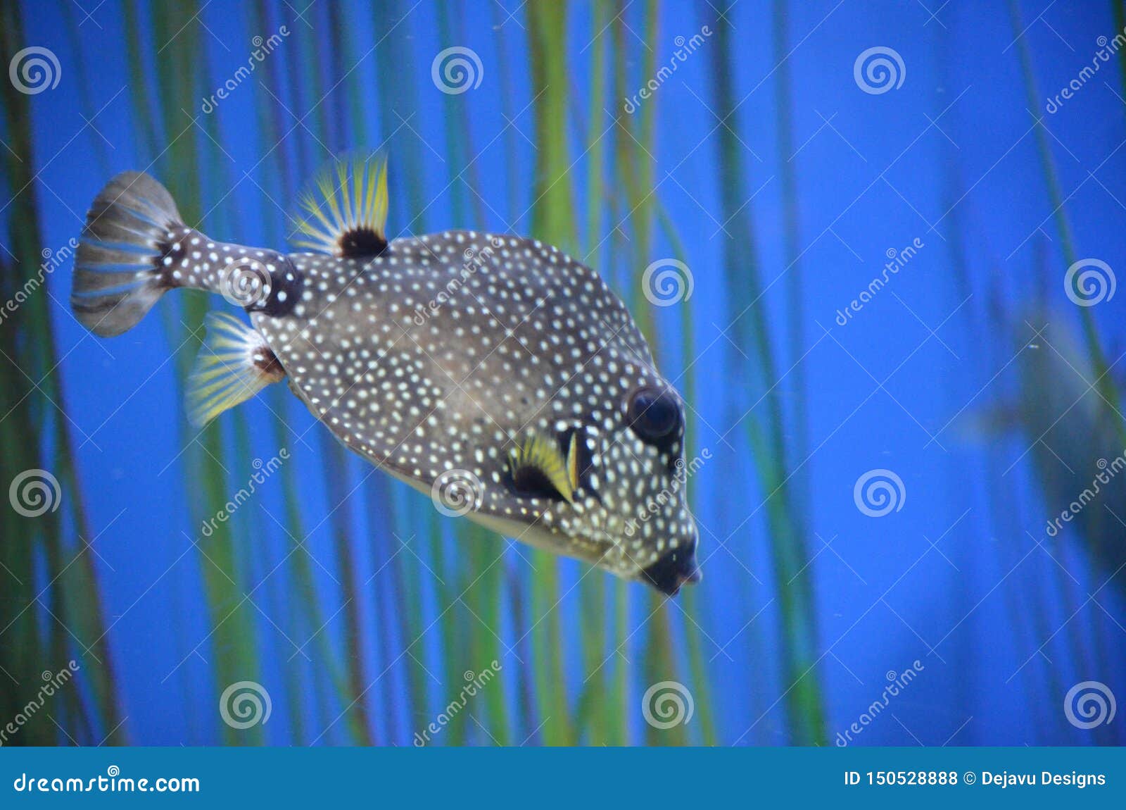Captivating Image of Black and White Spotted Trunkfish Stock Photo ...