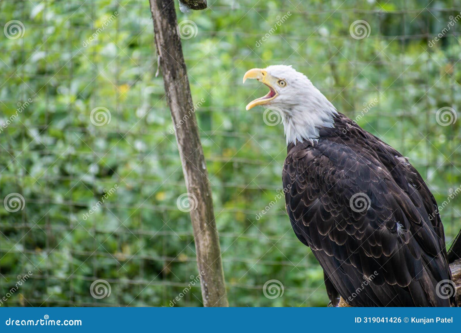 Bald Eagle Bird in All Its Majestic Glory Stock Photo - Image of sharp ...