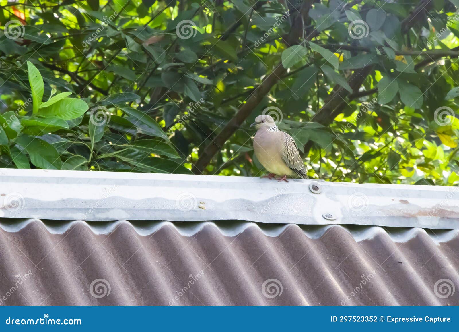 A Nice Bird on Sitting on the House Stock Photo - Image of elegant ...