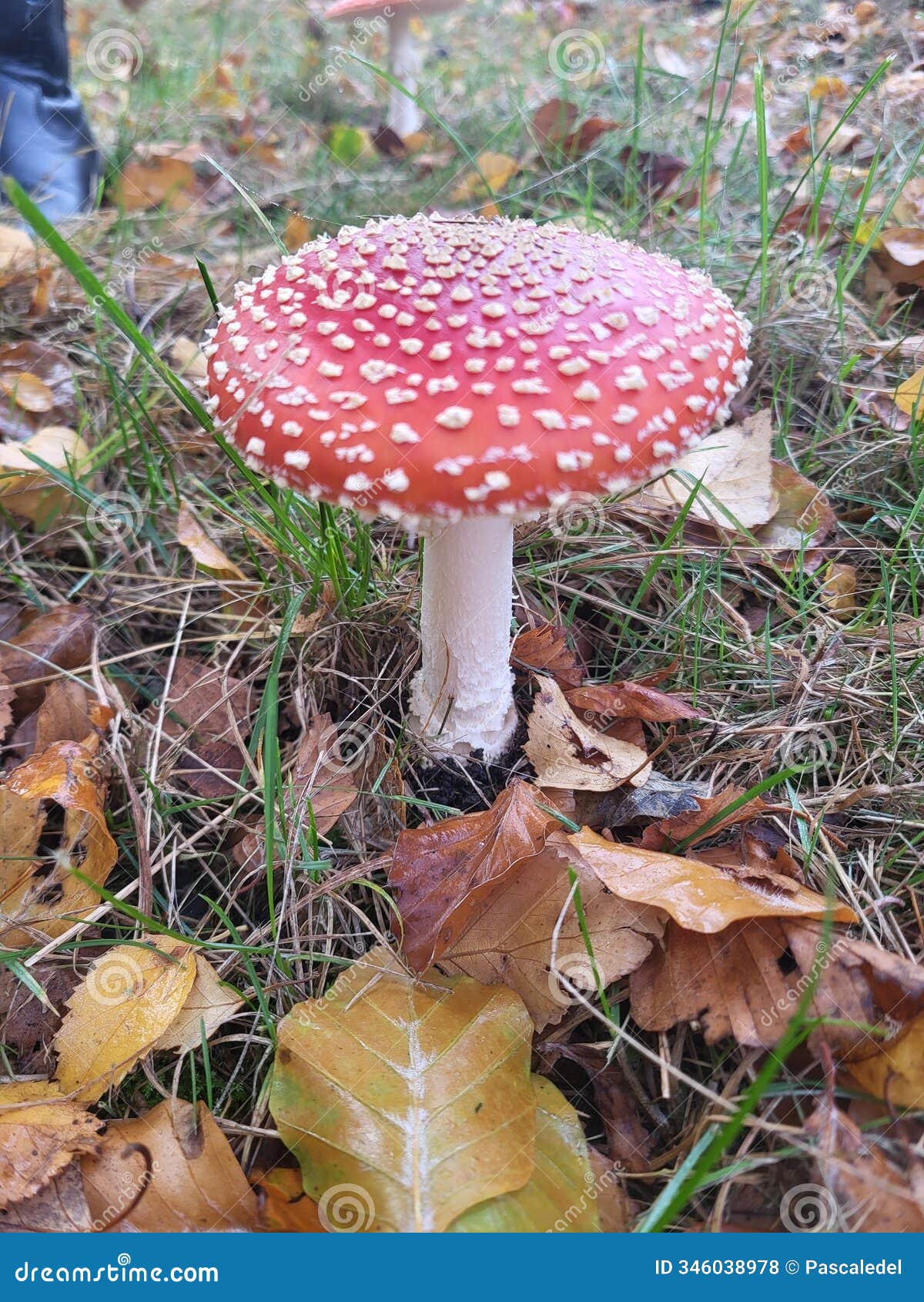 A Captivating Image of a Classic Red and White Toadstool, Showcasing ...