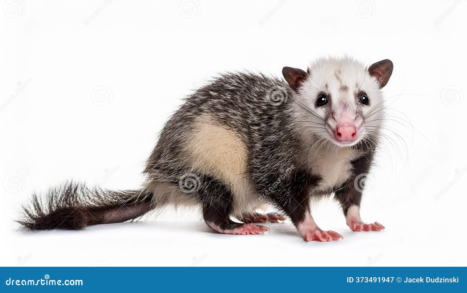 Striking Closeup Of A Young Virginian Opossum Didelphis Virginiana ...