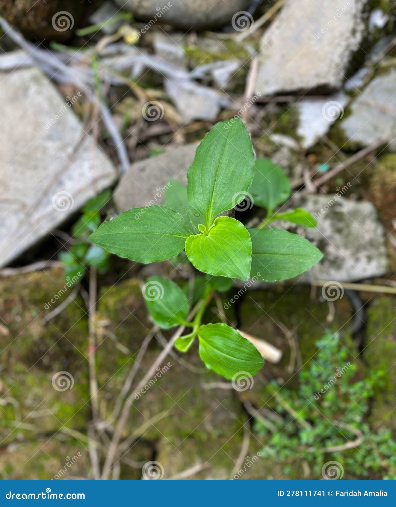 Plants between Piles of Rocks in the Backyard Stock Image - Image of ...