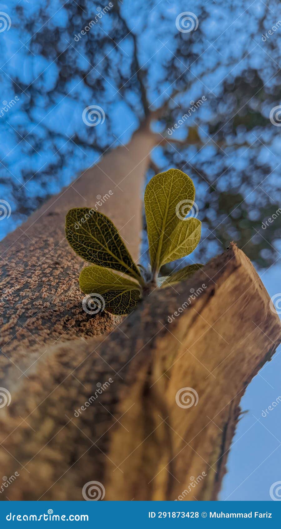 In this Captivating Image, a Young Tree Sapling is Captured in the ...