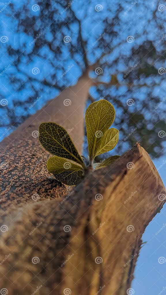 In this Captivating Image, a Young Tree Sapling is Captured in the ...