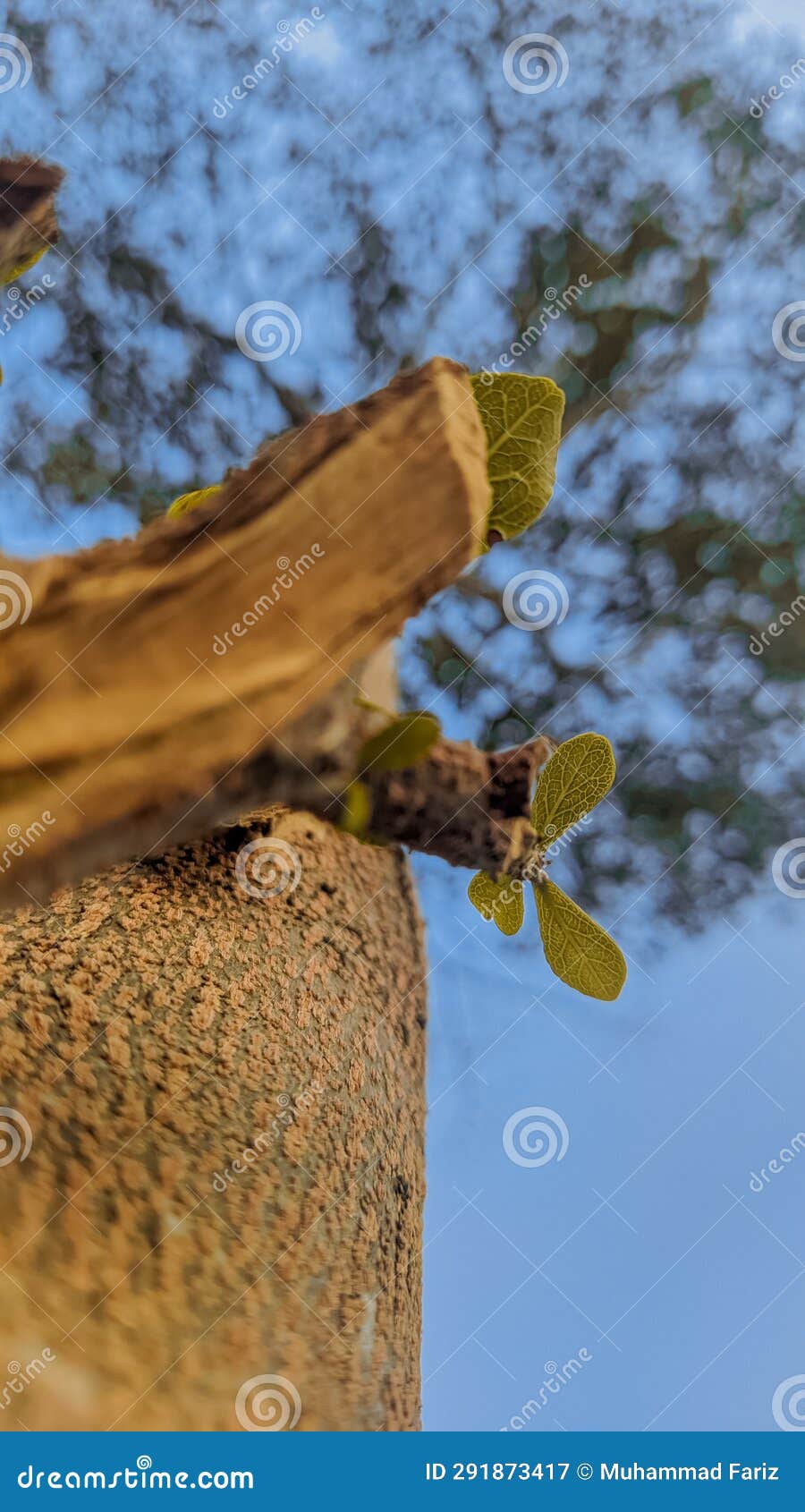 In this Captivating Image, a Young Tree Sapling is Captured in the ...