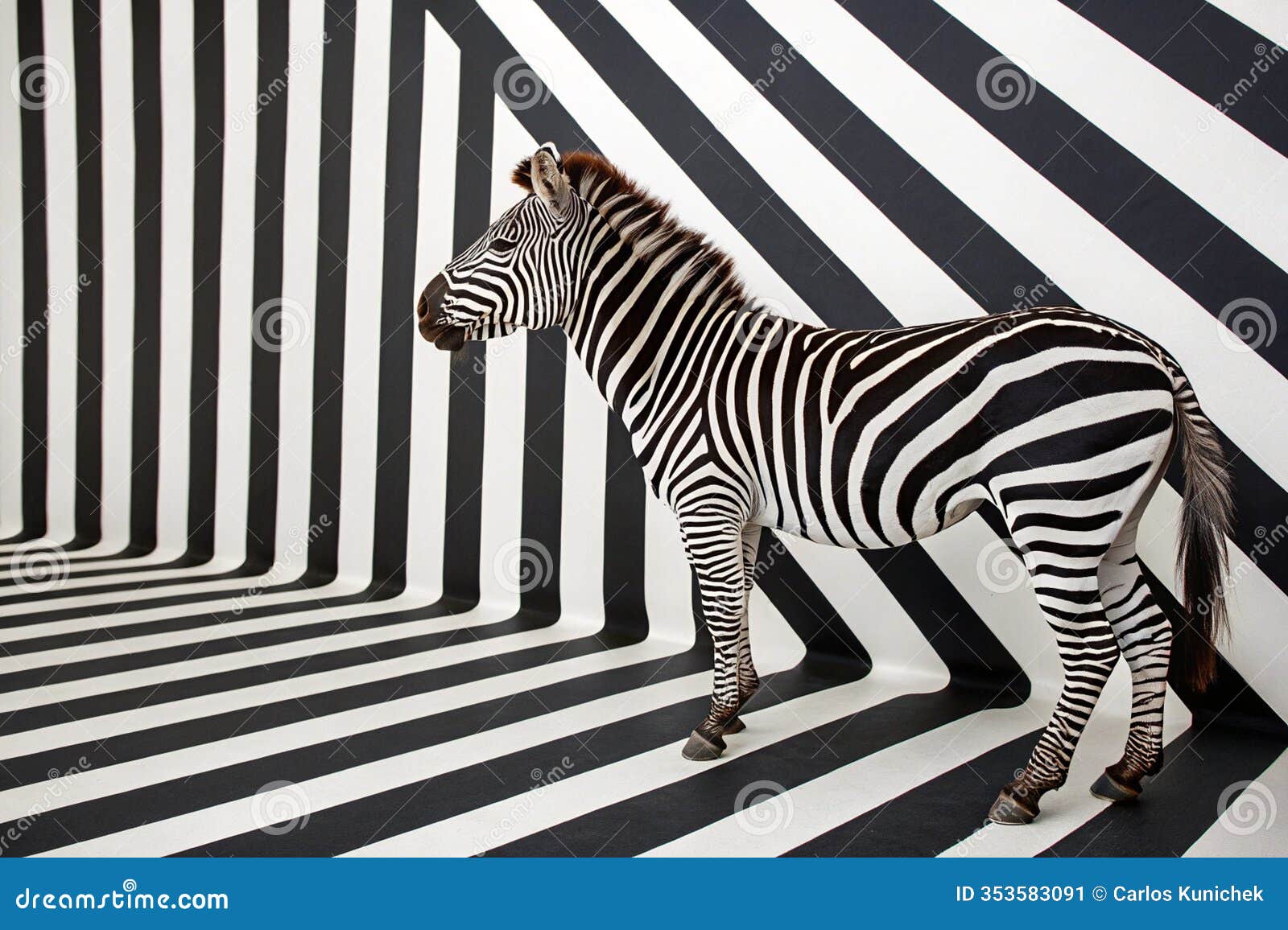A Captivating Optical Illusion of a Zebra Standing Against a ...