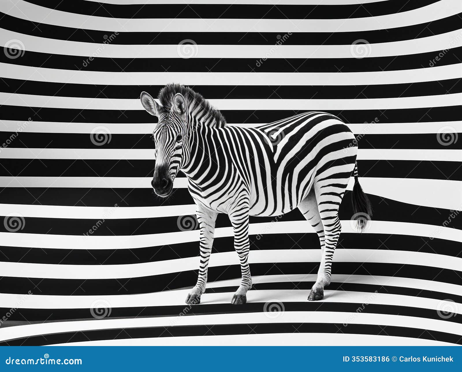 A Captivating Optical Illusion of a Zebra Standing Against a ...