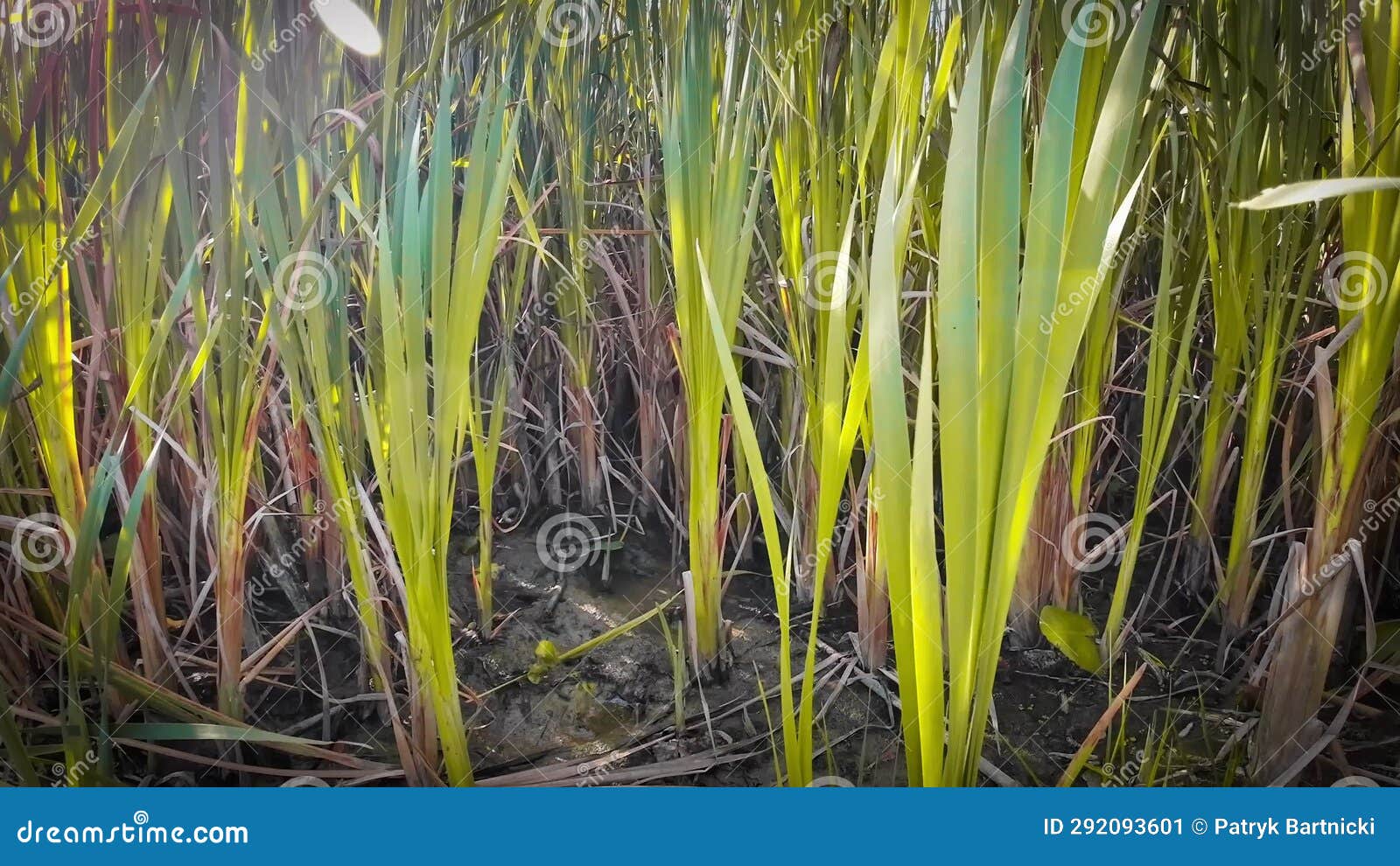 A Captivating Perspective of an Isolated Marsh Reed by the Water S Edge ...