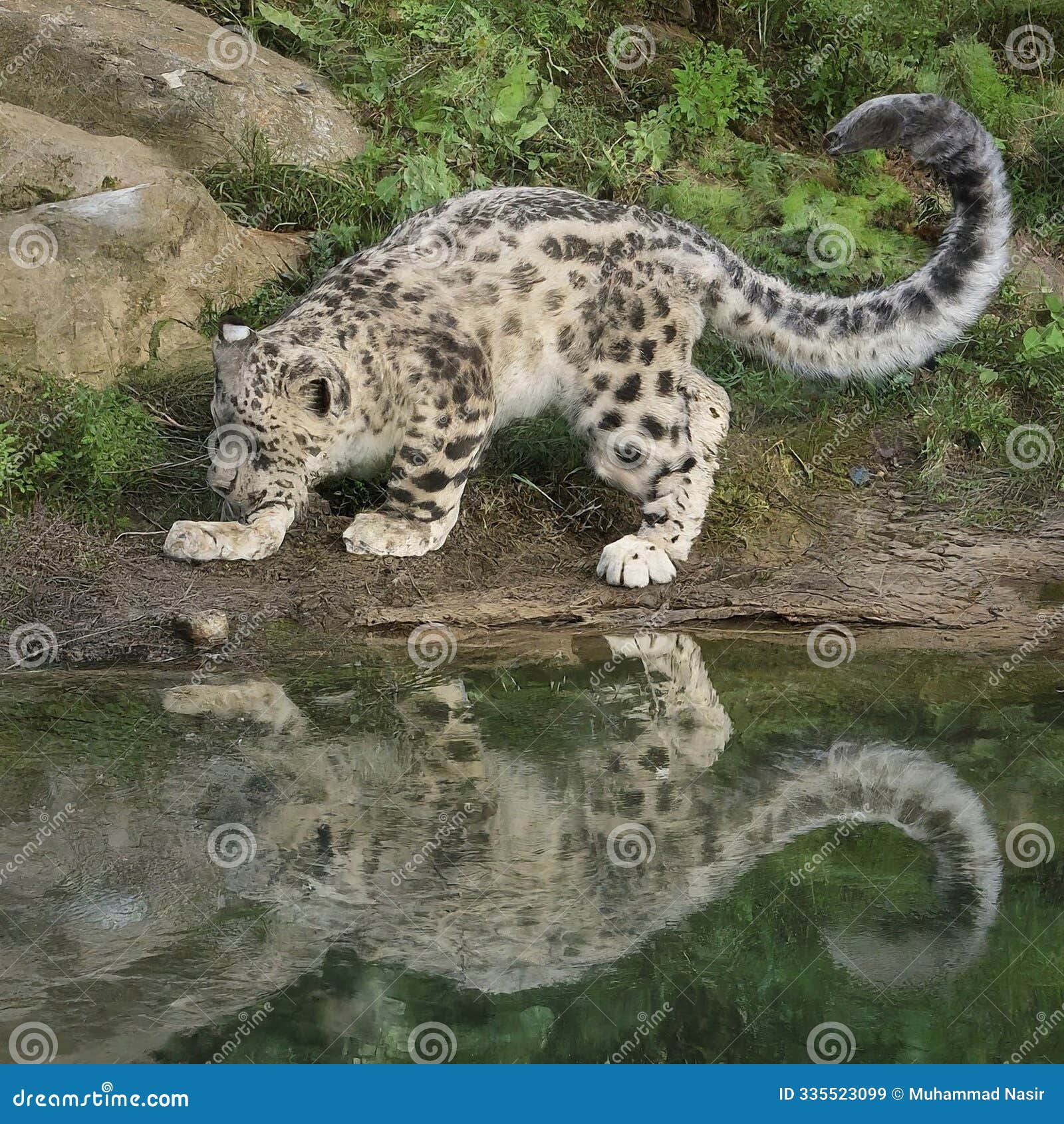 Snow Leopard Admiring Its Reflection Stock Image - Image of species ...