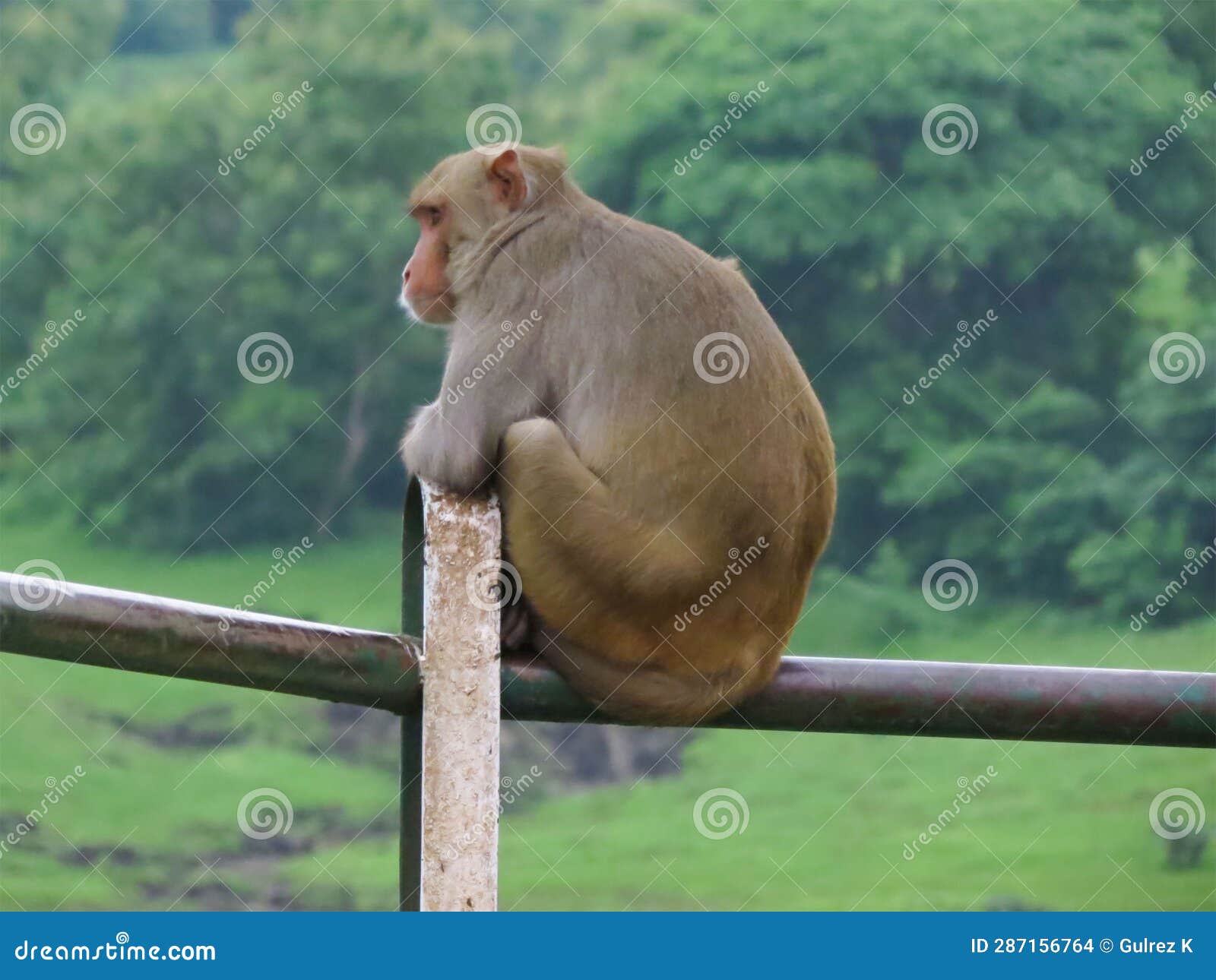 Bored Monkey Perched on a Railing Stock Photo - Image of expression ...