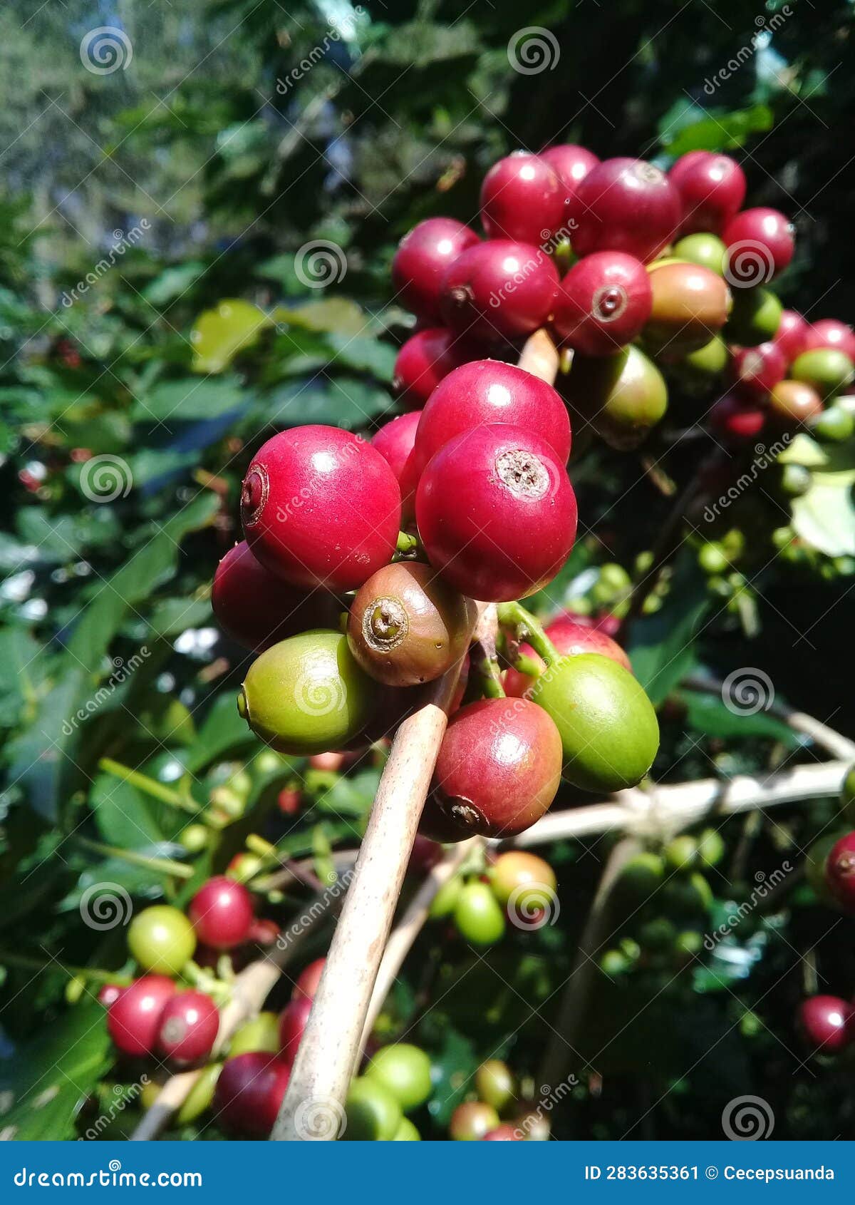 Captivating Photos of Maturing Coffee Trees and Their Fruits Stock ...