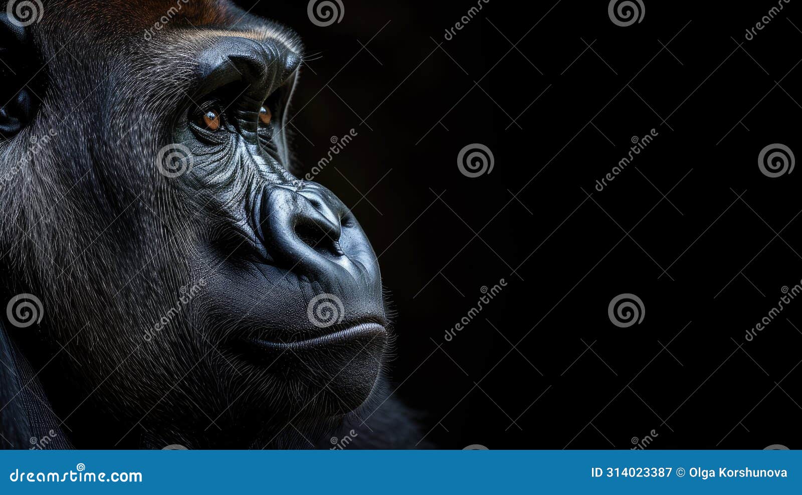 A Captivating Portrait of a Majestic Gorilla Exuding Strength and Intelligence. Stock Image ...